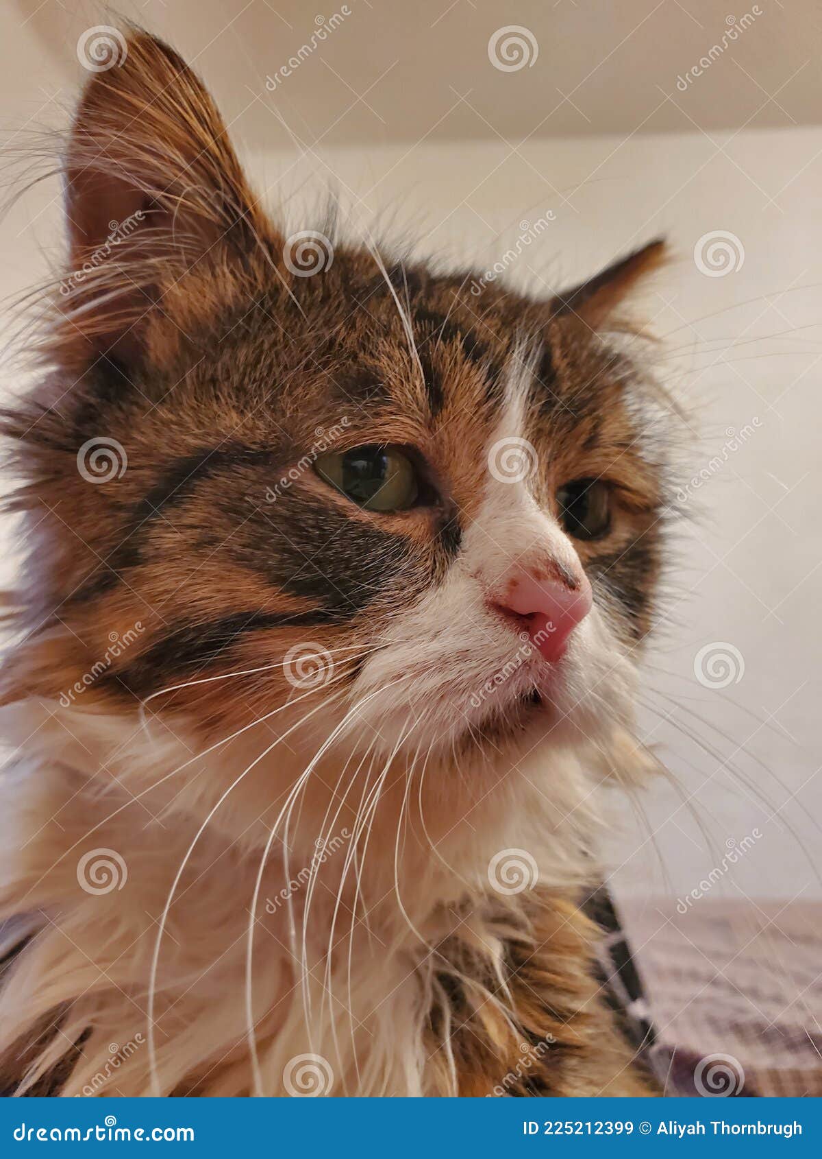 Adorable Cat Model Boy stock image. Image of adorable - 225212399