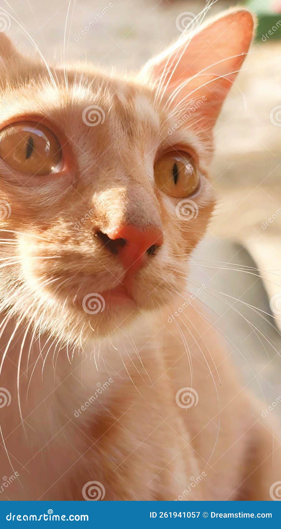 Adorable Cat in the Morning with Sharp Eyes Stock Image - Image of ...