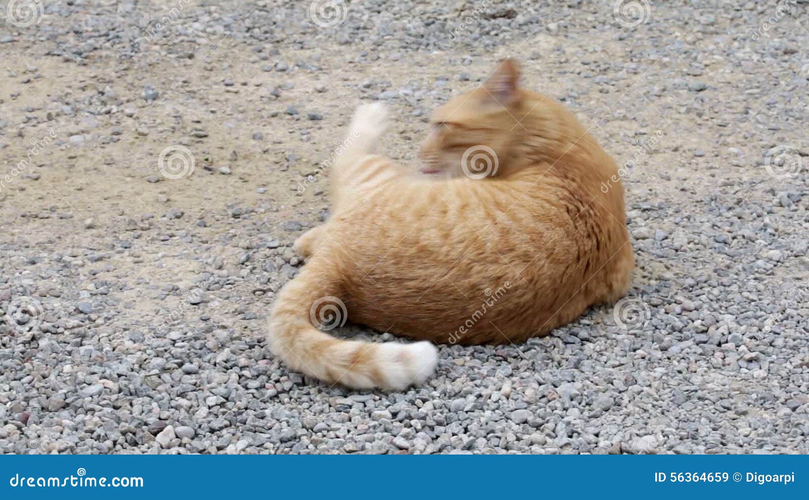 Adorable cat stock video. Video of funny, feline, nice - 56364659