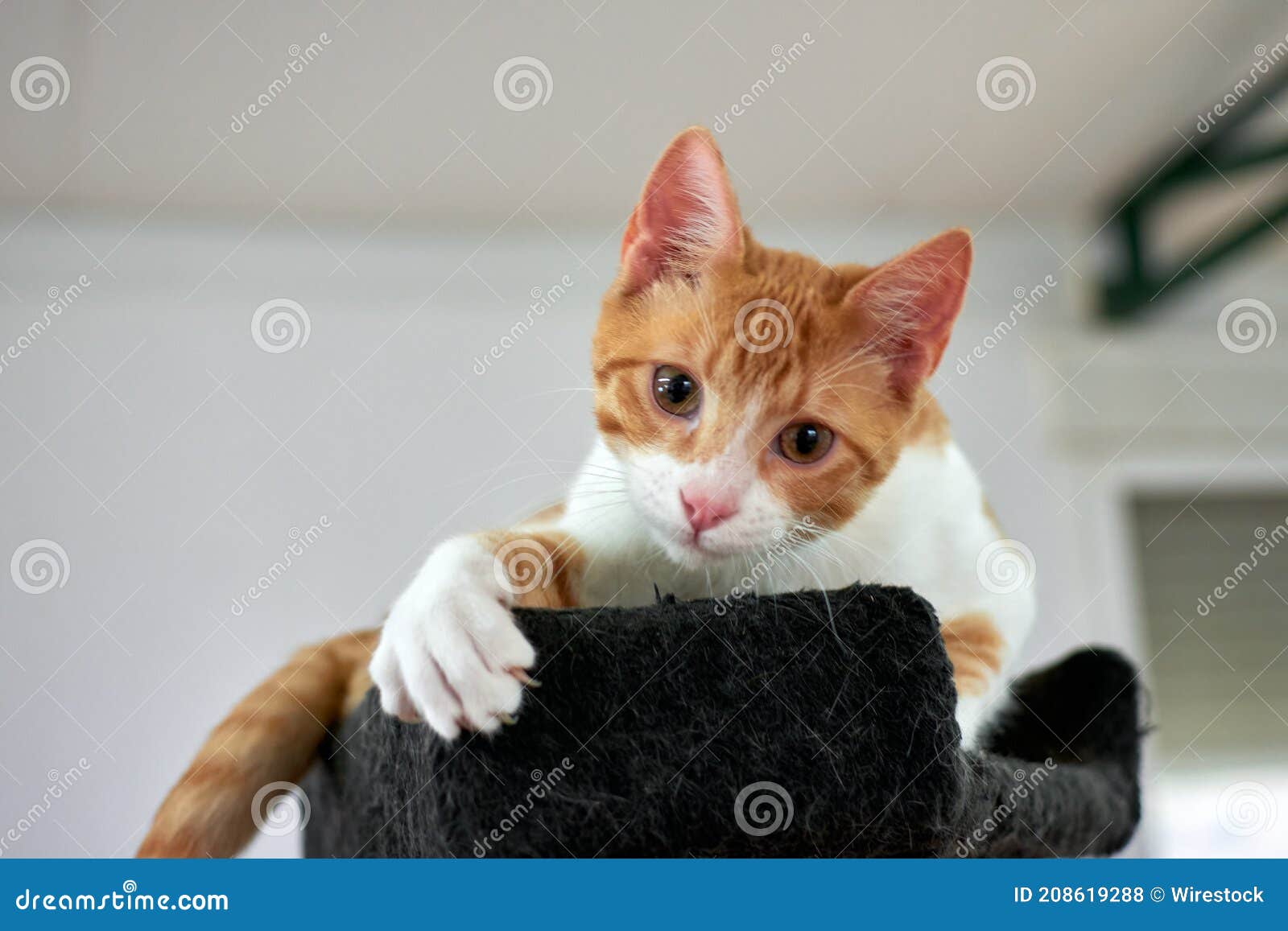Adorable Cat with Sad Eyes Posing on the Cat Stand Stock Photo - Image ...