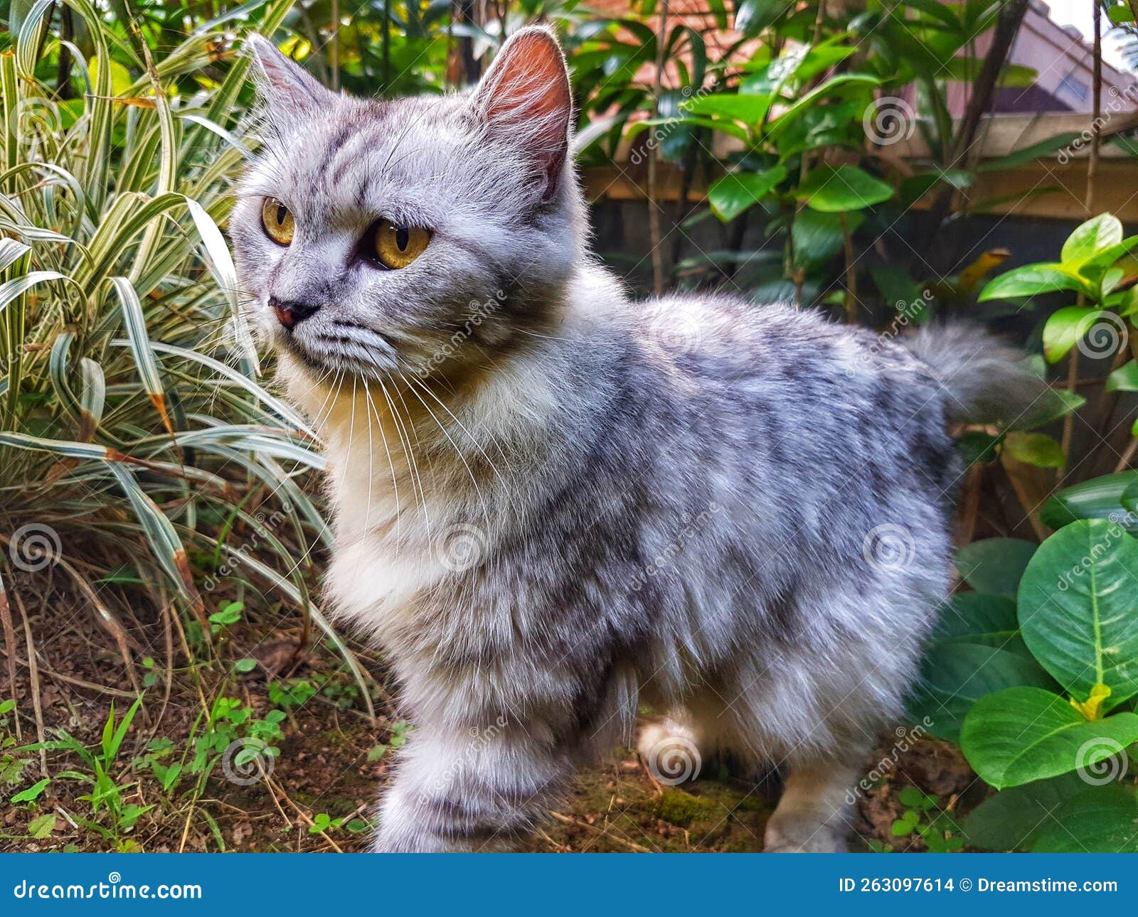 Adorable Cat with a Sharp Eyes Stock Photo - Image of animal, adorable ...