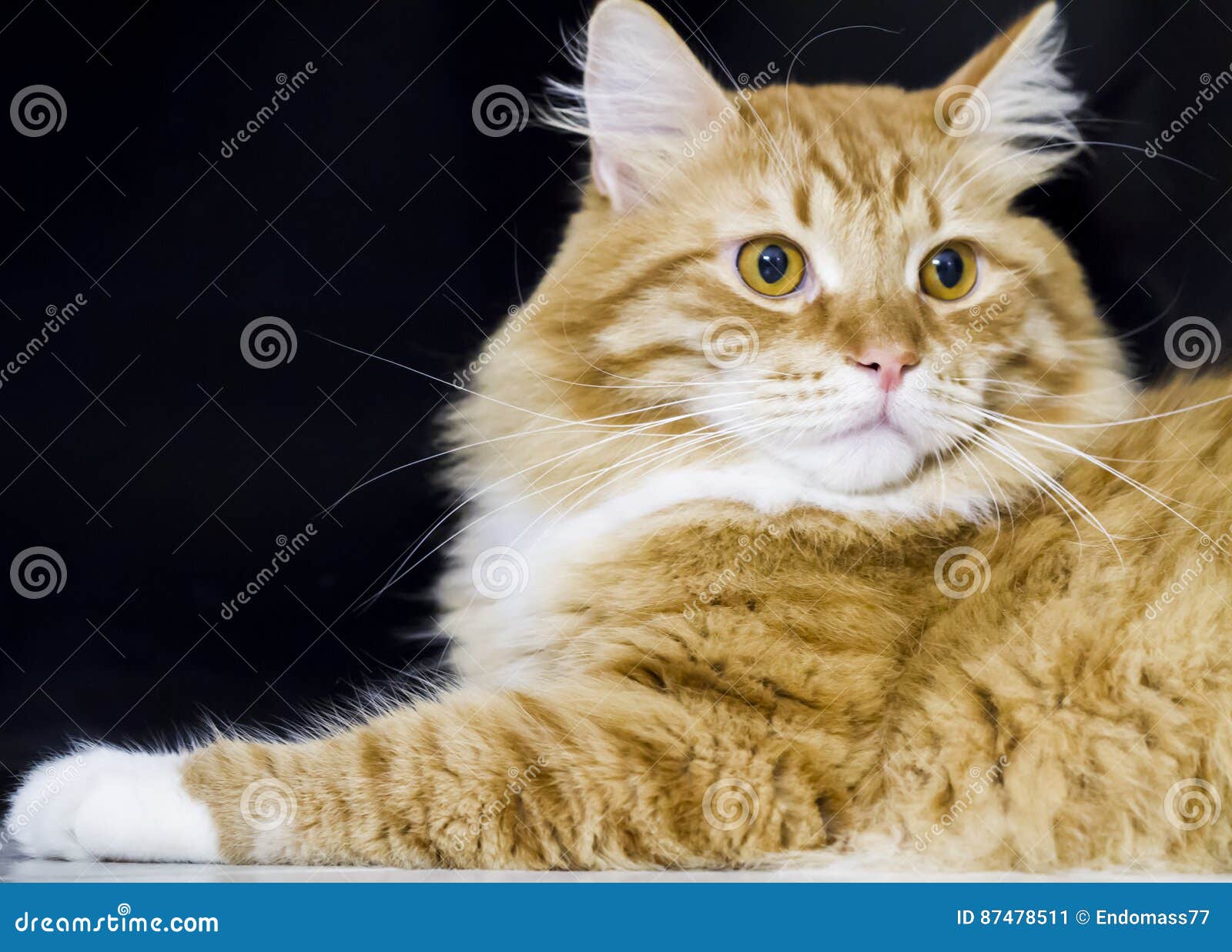 Adorable Cat of Siberian Breed, Red Version Stock Image - Image of ...