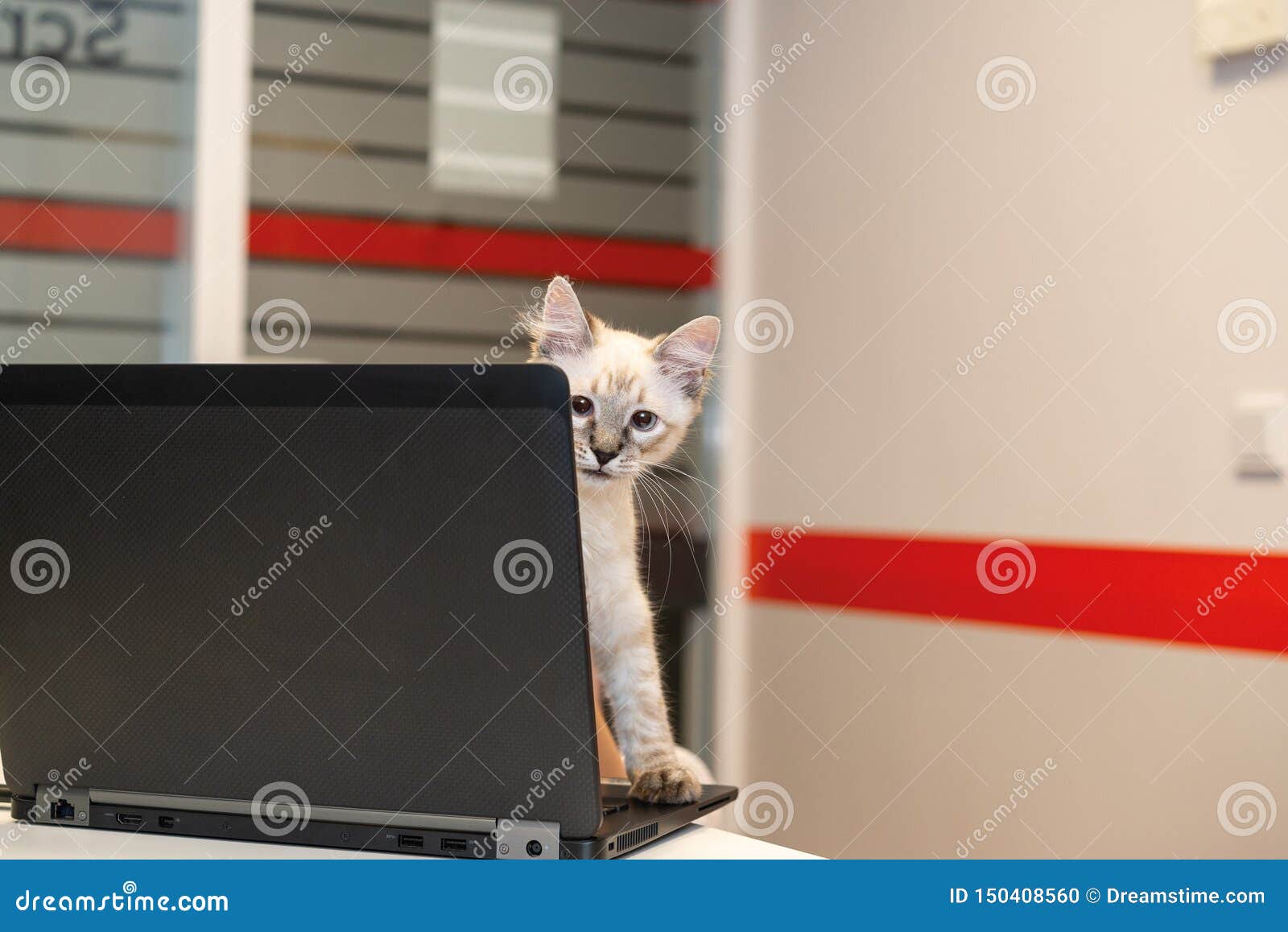 Adorable Cat Sitting on a Black Laptop Stock Photo - Image of kitty ...