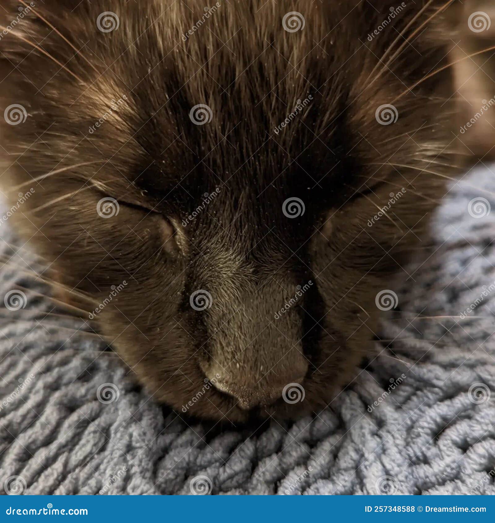 Adorable cat sleeping stock photo. Image of animal, whiskers - 257348588