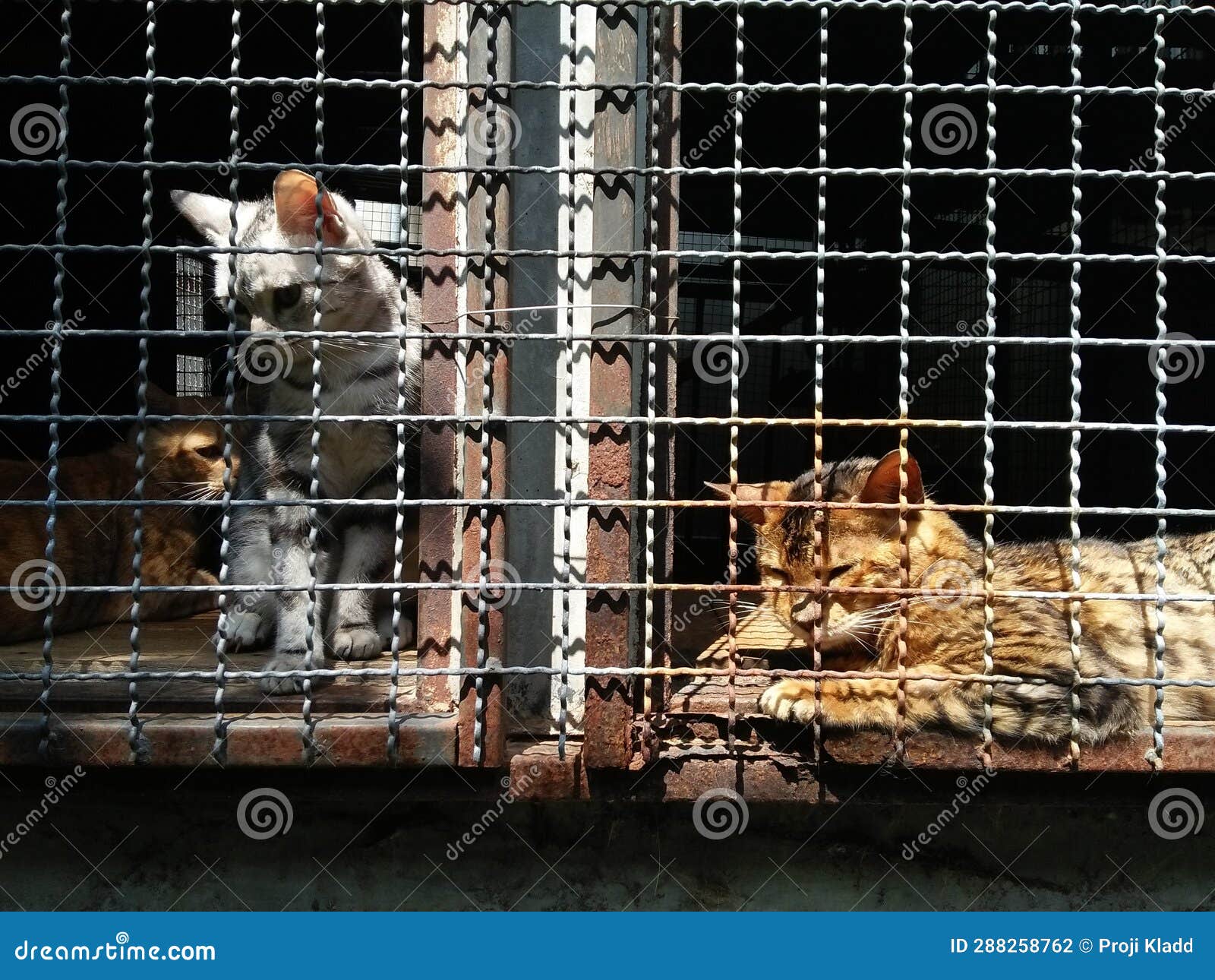 Adorable Cats are Confined in Cages Stock Photo - Image of grey ...