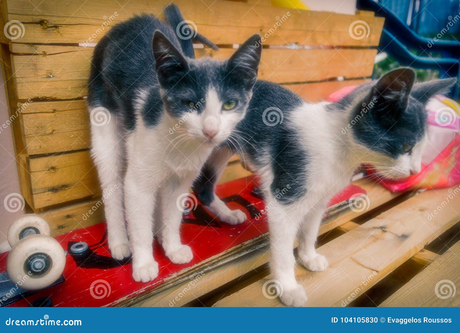 Adorable Cats Looking at the Camera Stock Photo - Image of feline ...