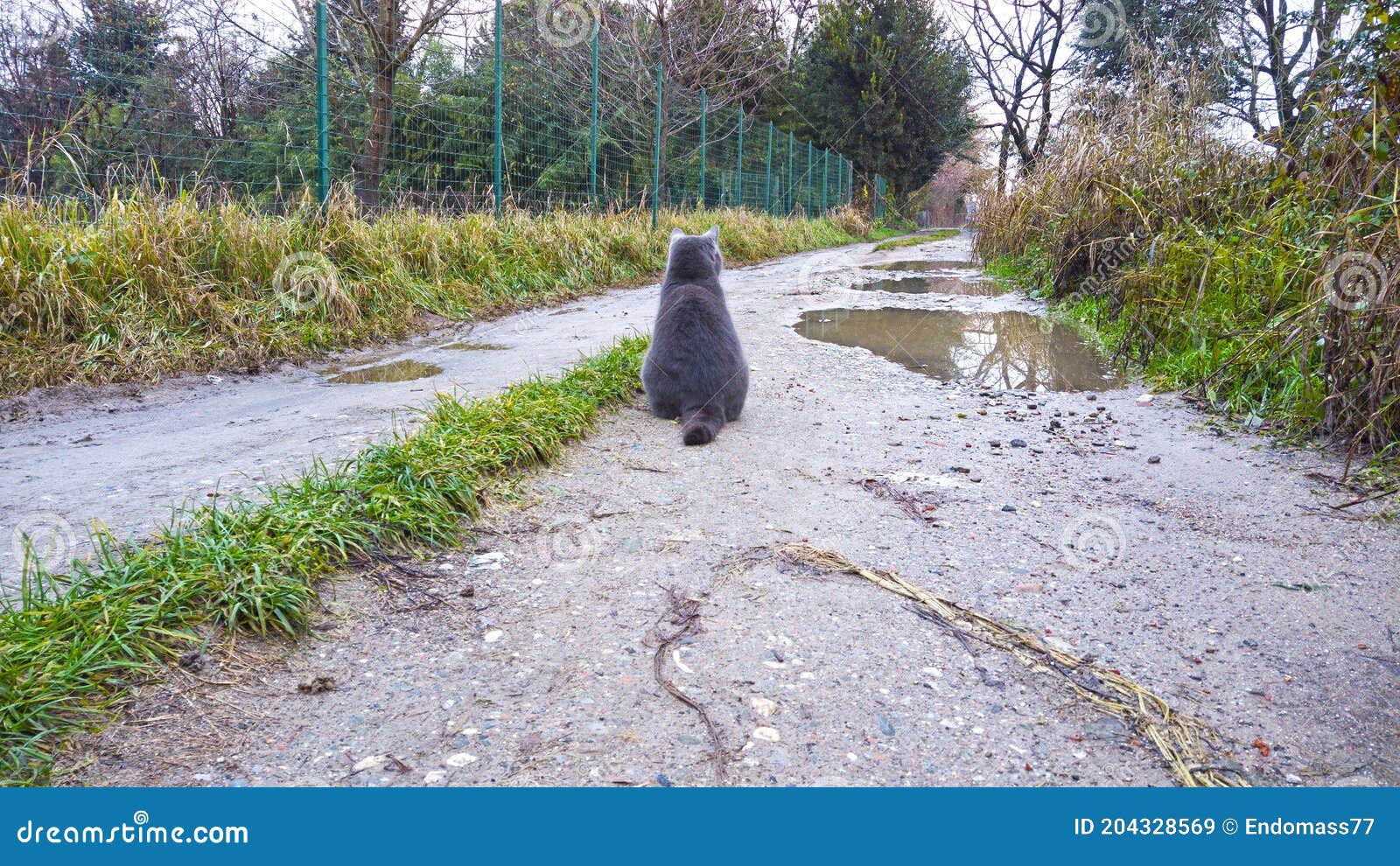 Adorable Blue Cat on a Country Road Stock Image - Image of pots, lost ...