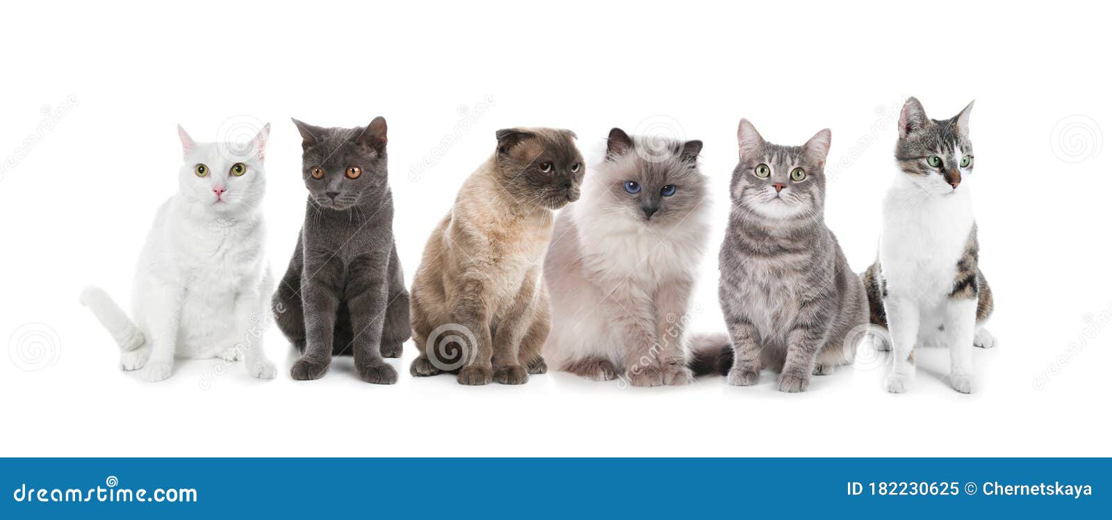 Adorable Cats on Background. Banner Design Stock Image - Image of ...