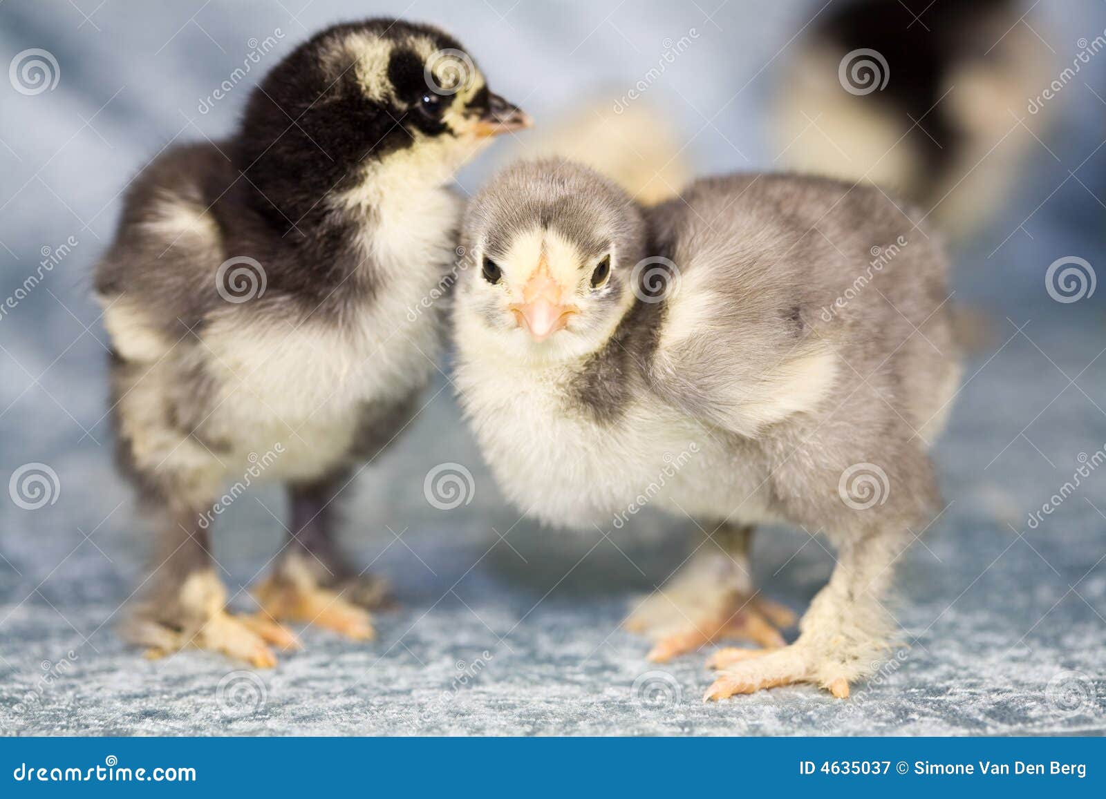 Adorable chickens stock image. Image of young, grey, adorable - 4635037