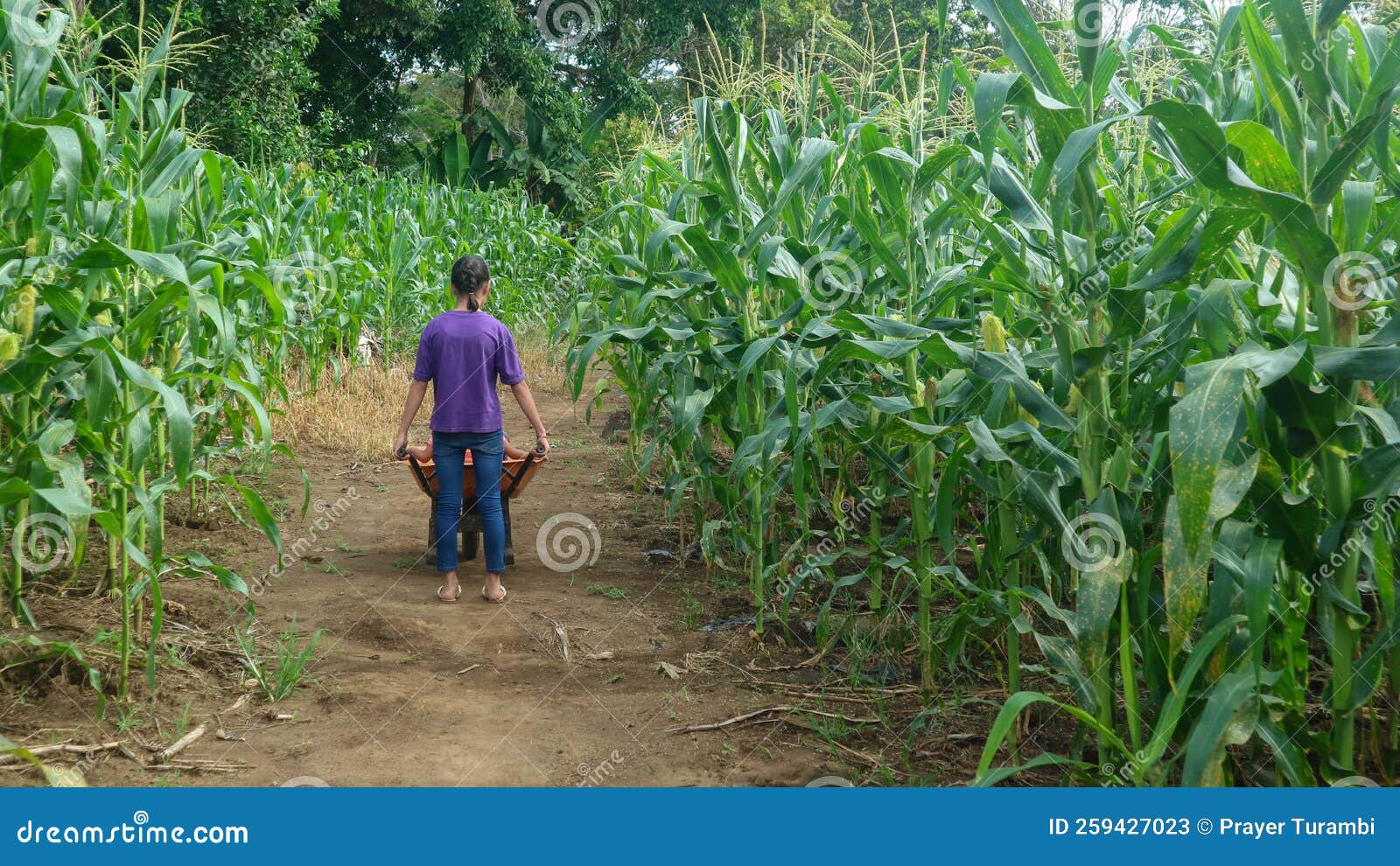 Adorable Children Playing on a Corn Farm Stock Image - Image of holiday ...