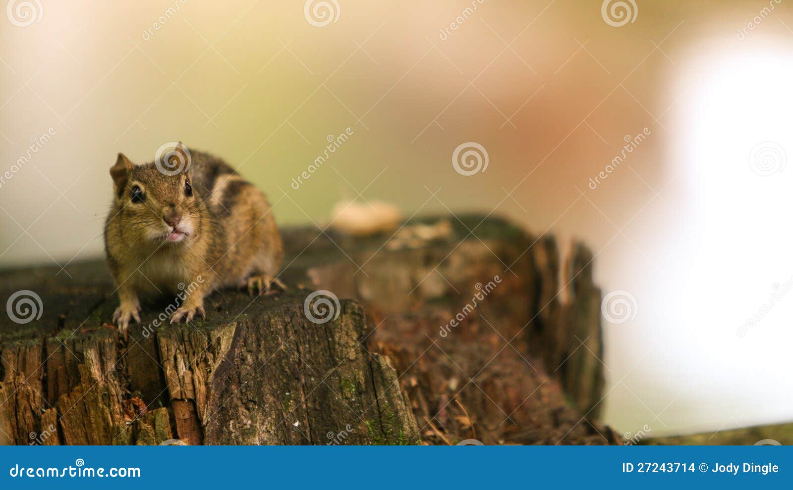 Adorable Chipmunk stock photo. Image of mammal, adorable - 27243714