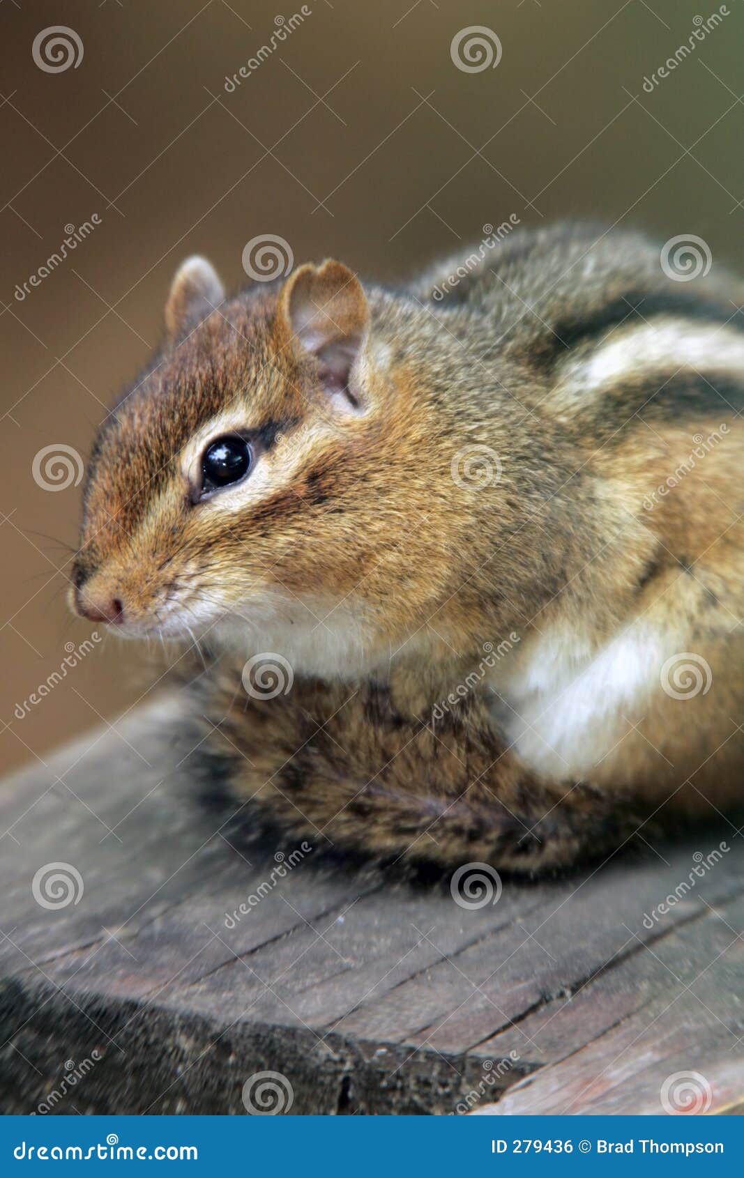 Adorable Chipmunk stock photo. Image of chipmunks, soft - 279436