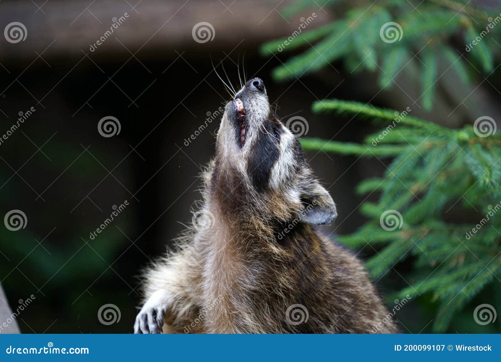 Adorable Closeup Focus Shot of a Raccoon Stock Image - Image of raccoon ...