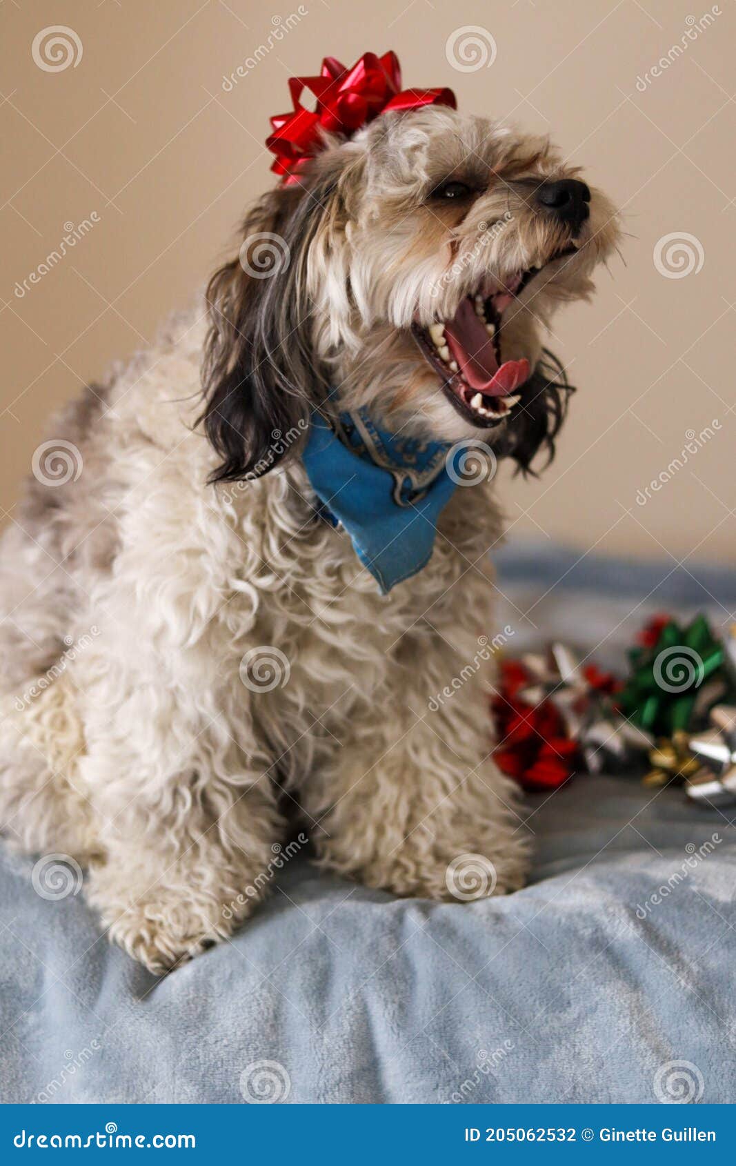 Adorable Cockapoo Dog Sitting on a Bed Stock Photo - Image of animal ...
