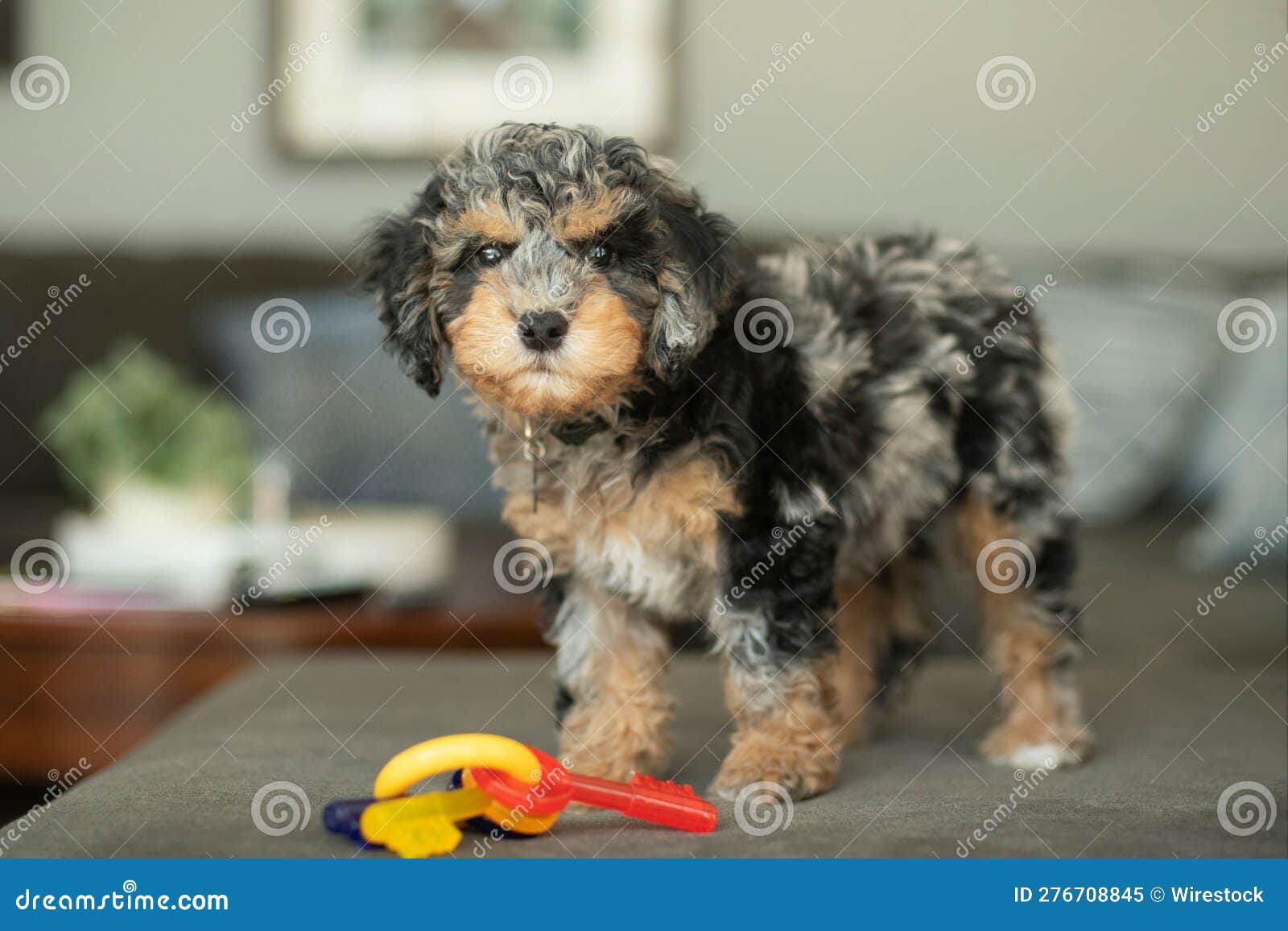 Adorable Cockapoo Puppy Standing on a Plush Couch with a Toy in Front ...