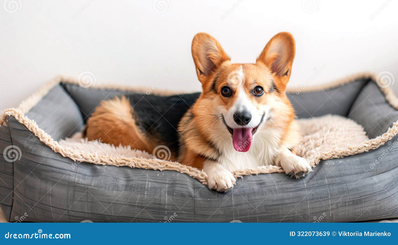 Adorable Corgi Dog Resting on a Cozy Bed Stock Illustration ...