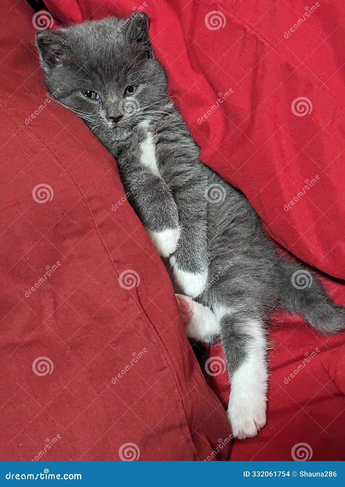Adorable Cuddly Kitten stock photo. Image of wildcat - 332061754