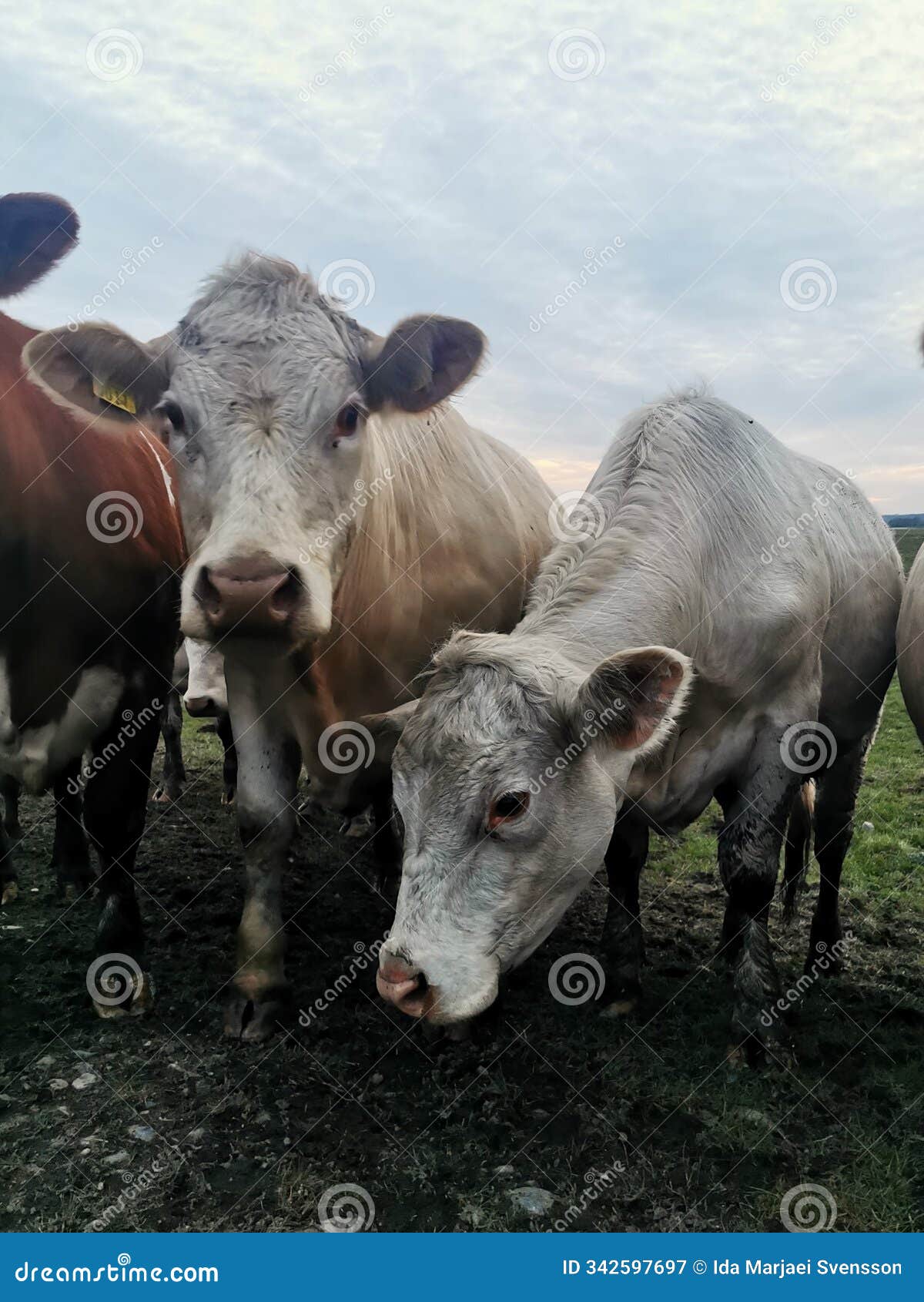 Adorable and Curious Cows Waiting for Pets Stock Image - Image of field ...