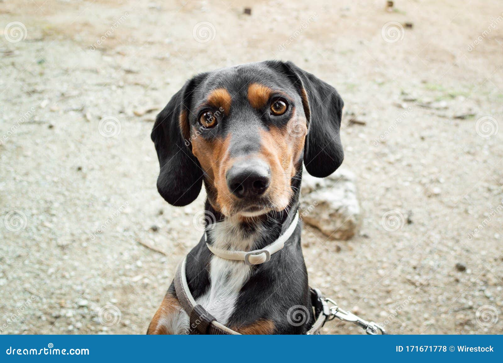 Adorable Curious Dog Staring Directly at the Camera Stock Photo - Image ...