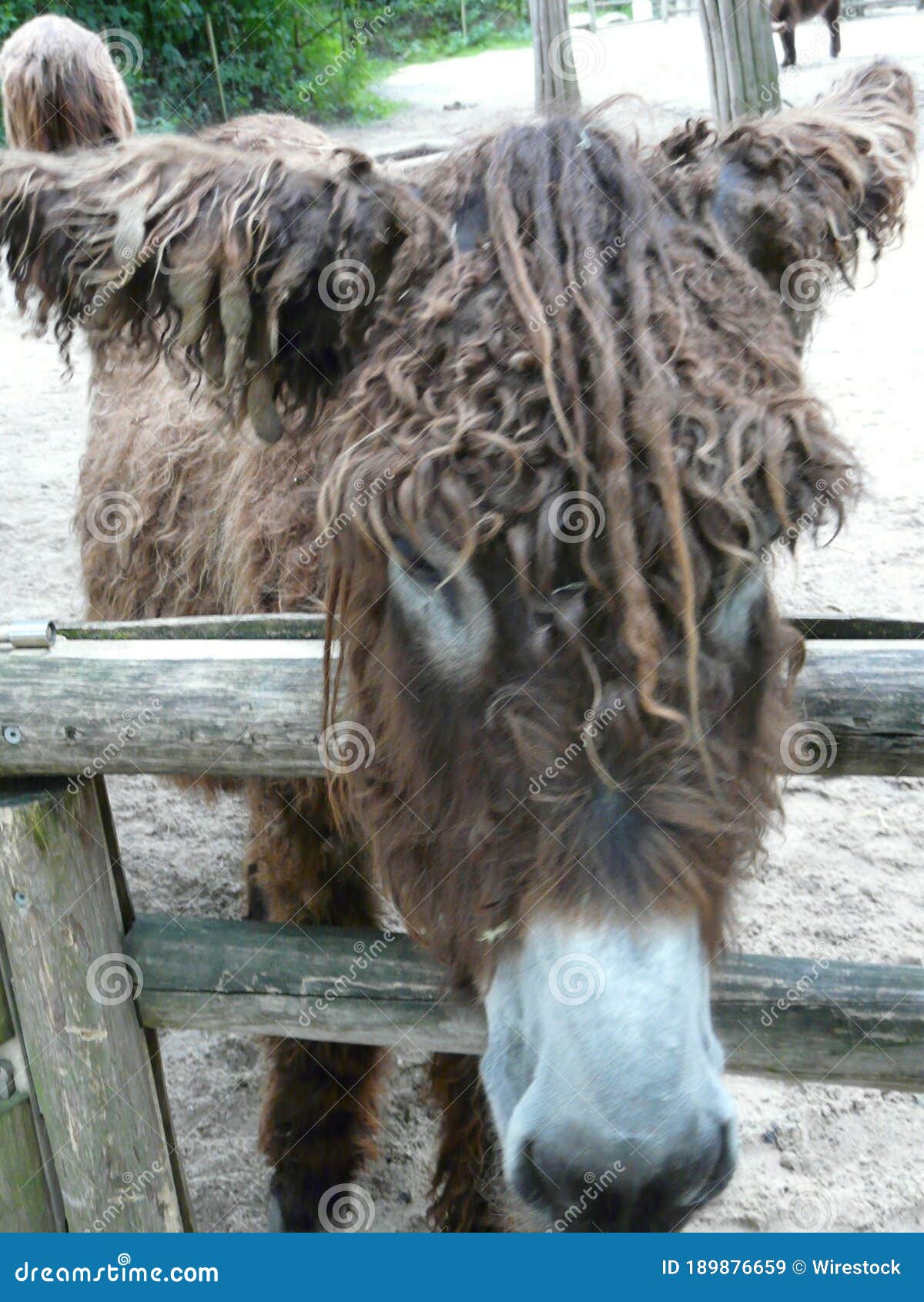 Adorable, Curly, Brown Donkey in the Zoo Stock Image - Image of fence ...