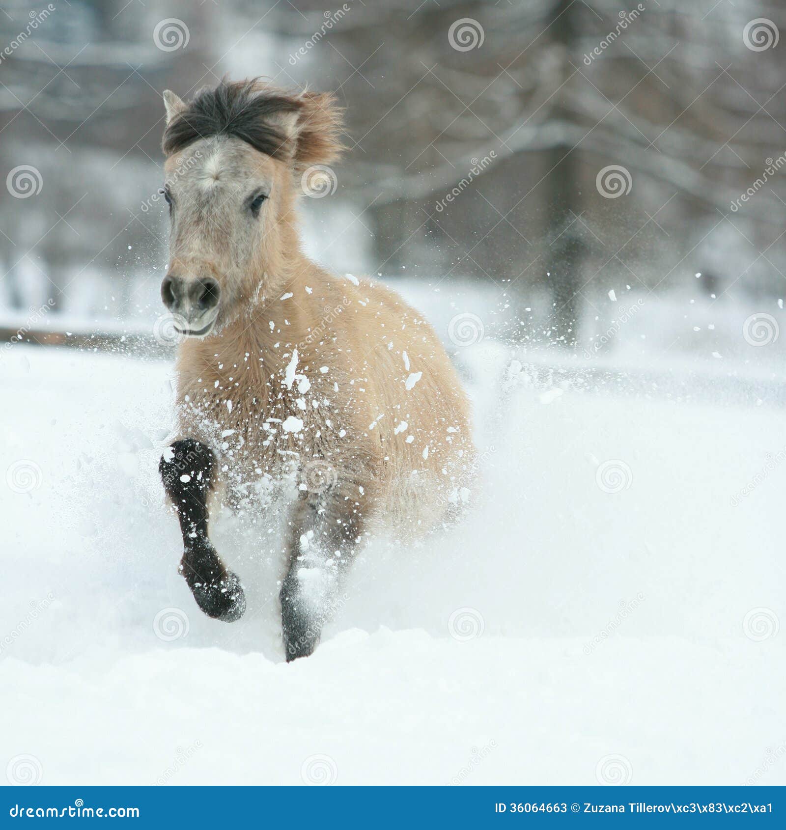 Adorable and Cute Bay Pony Running in Winter Stock Image - Image of ...