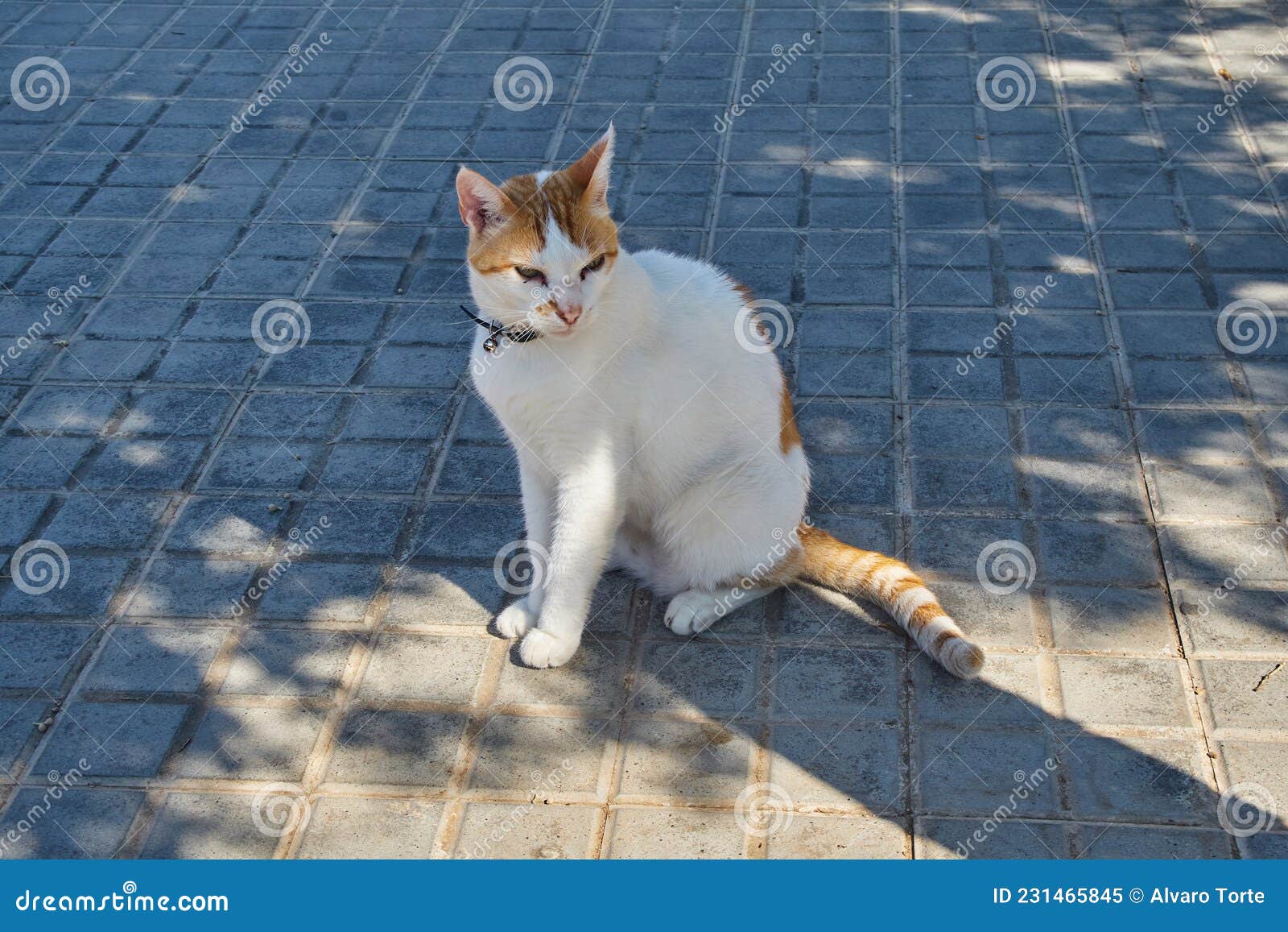 Adorable Cute Cat on Asphalt Road Stock Image - Image of animal ...