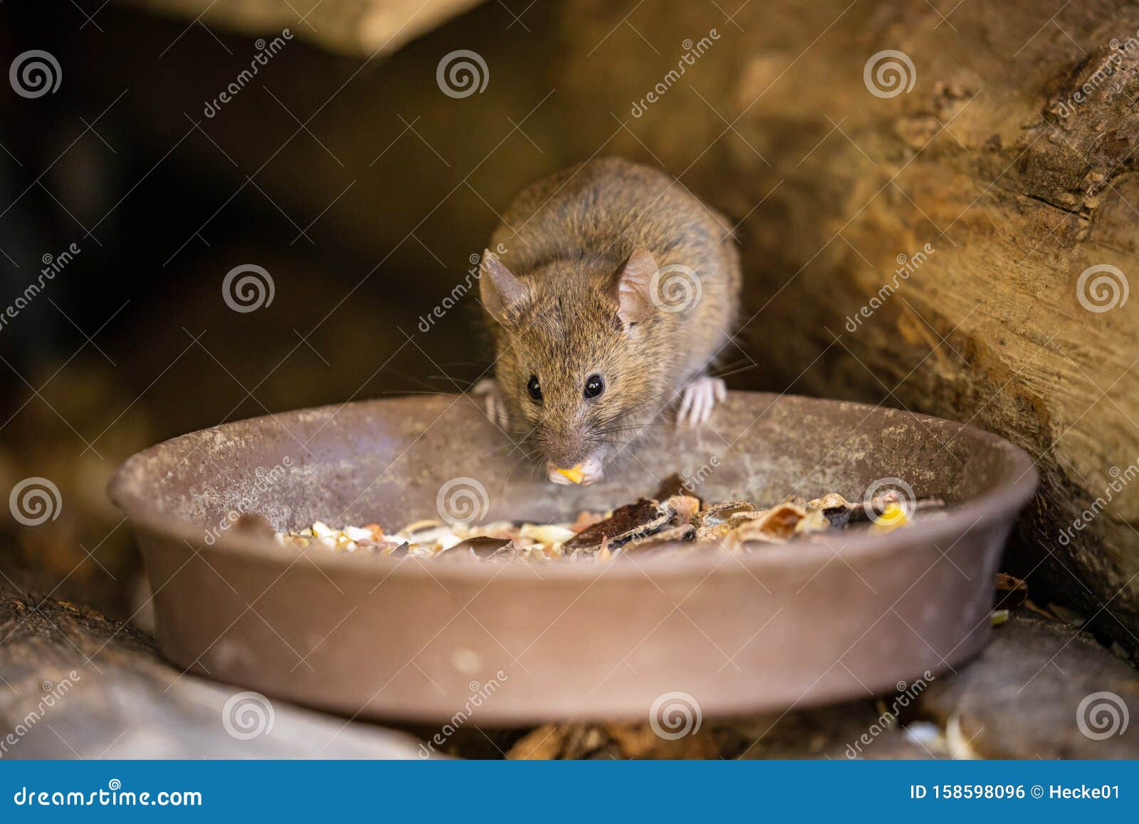 Adorable and Cute Little Mouse Stock Photo - Image of cute, pest: 158598096