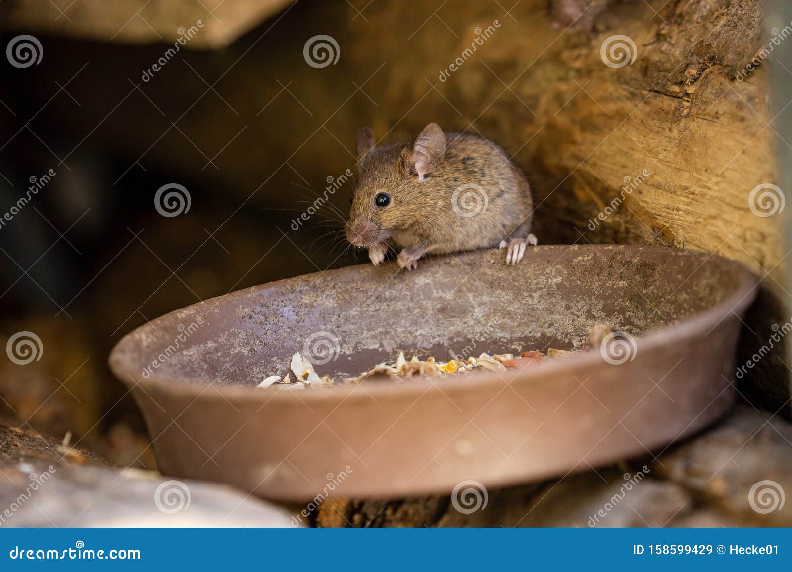 Adorable and Cute Little Mouse Stock Image - Image of fluffy, wild ...