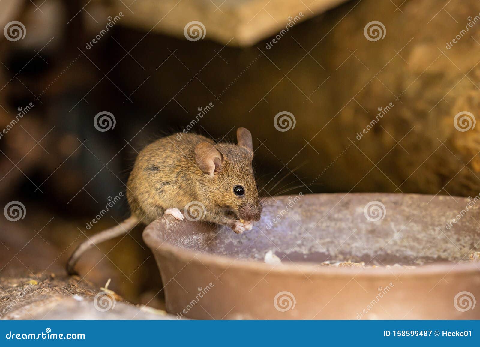 Adorable and Cute Little Mouse Stock Image - Image of grey, rodent ...