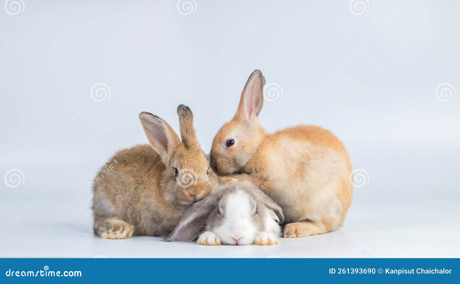 Adorable and Cute New Born Rabbit. Baby Cute Rabbit or New Born ...