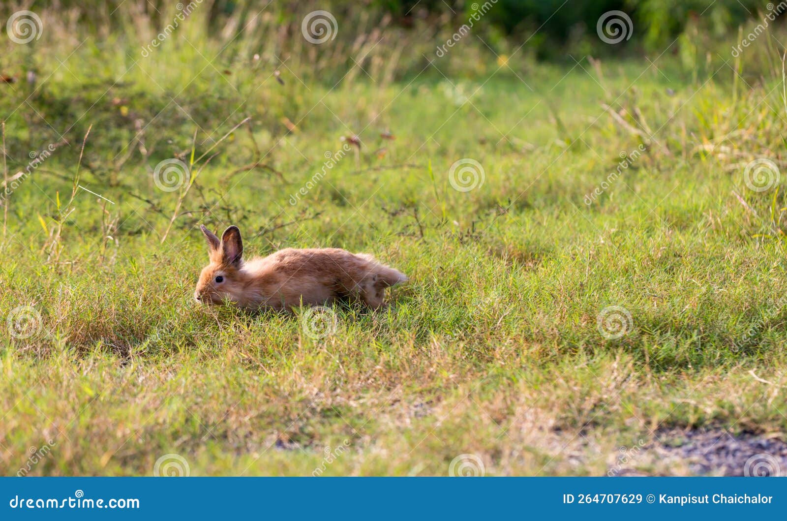 Adorable and Cute New Born Rabbit. Baby Cute Rabbit or New Born ...