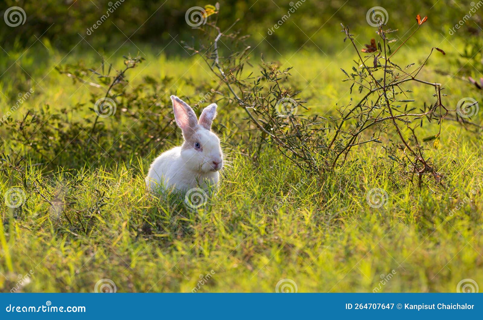 Adorable and Cute New Born Rabbit. Baby Cute Rabbit or New Born ...