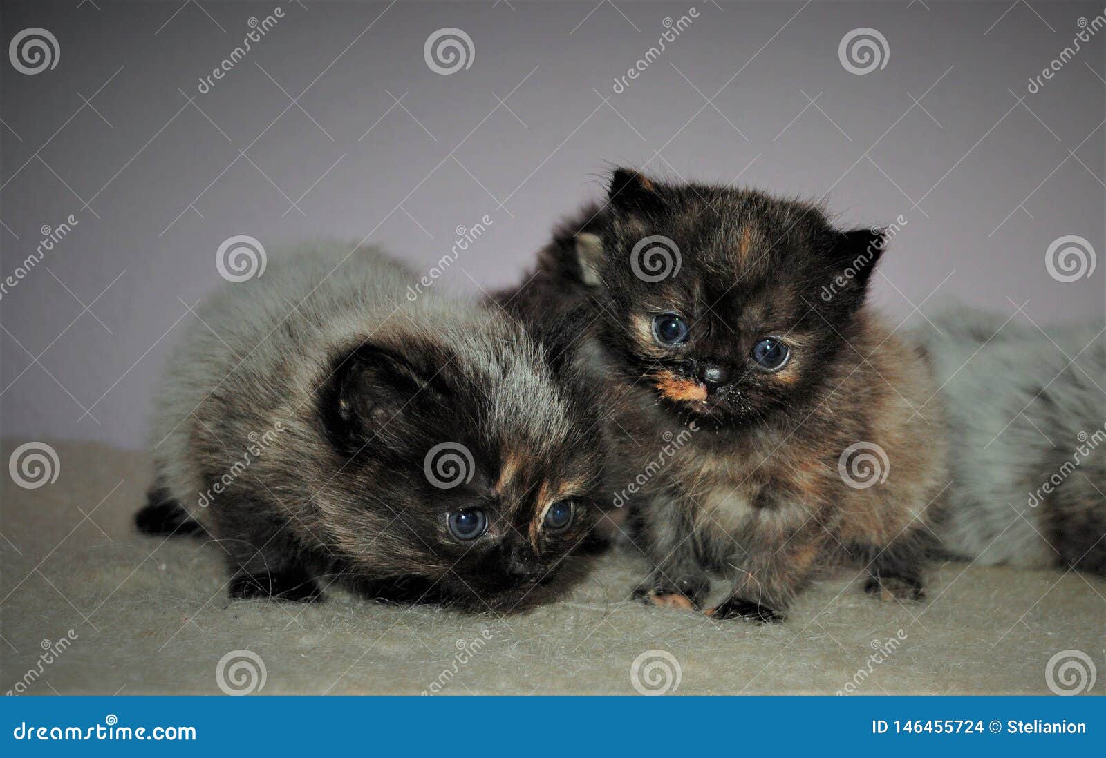 Adorable and Cute Persian Cat Stock Photo - Image of fluffy, domestic ...
