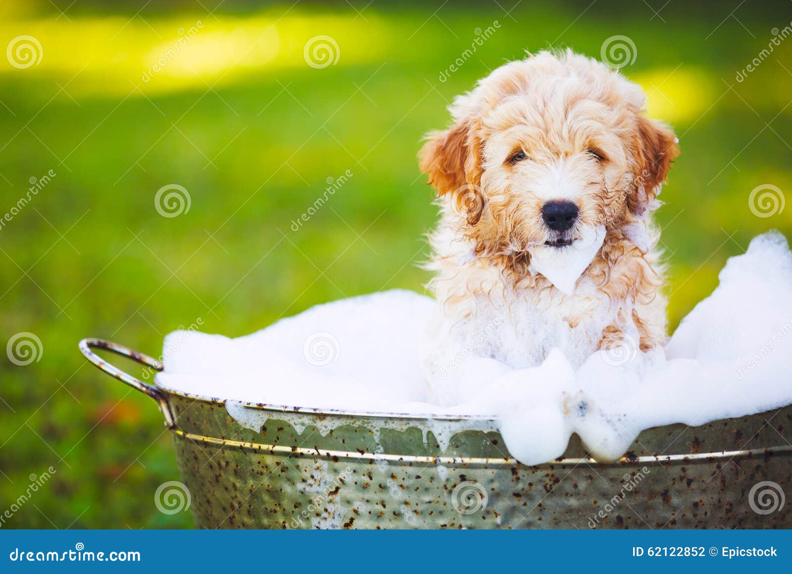 Adorable Cute Young Puppy stock photo. Image of outside - 62122852