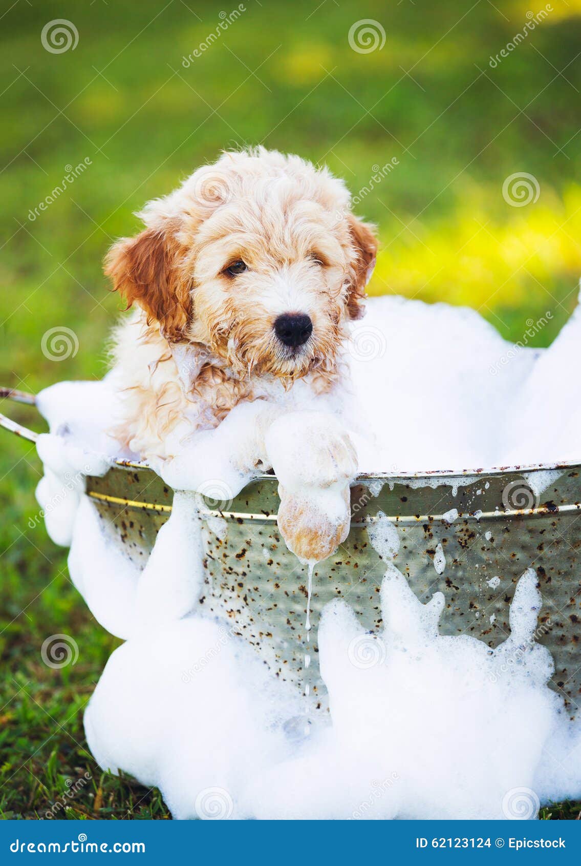 Adorable Cute Young Puppy stock photo. Image of adorable - 62123124
