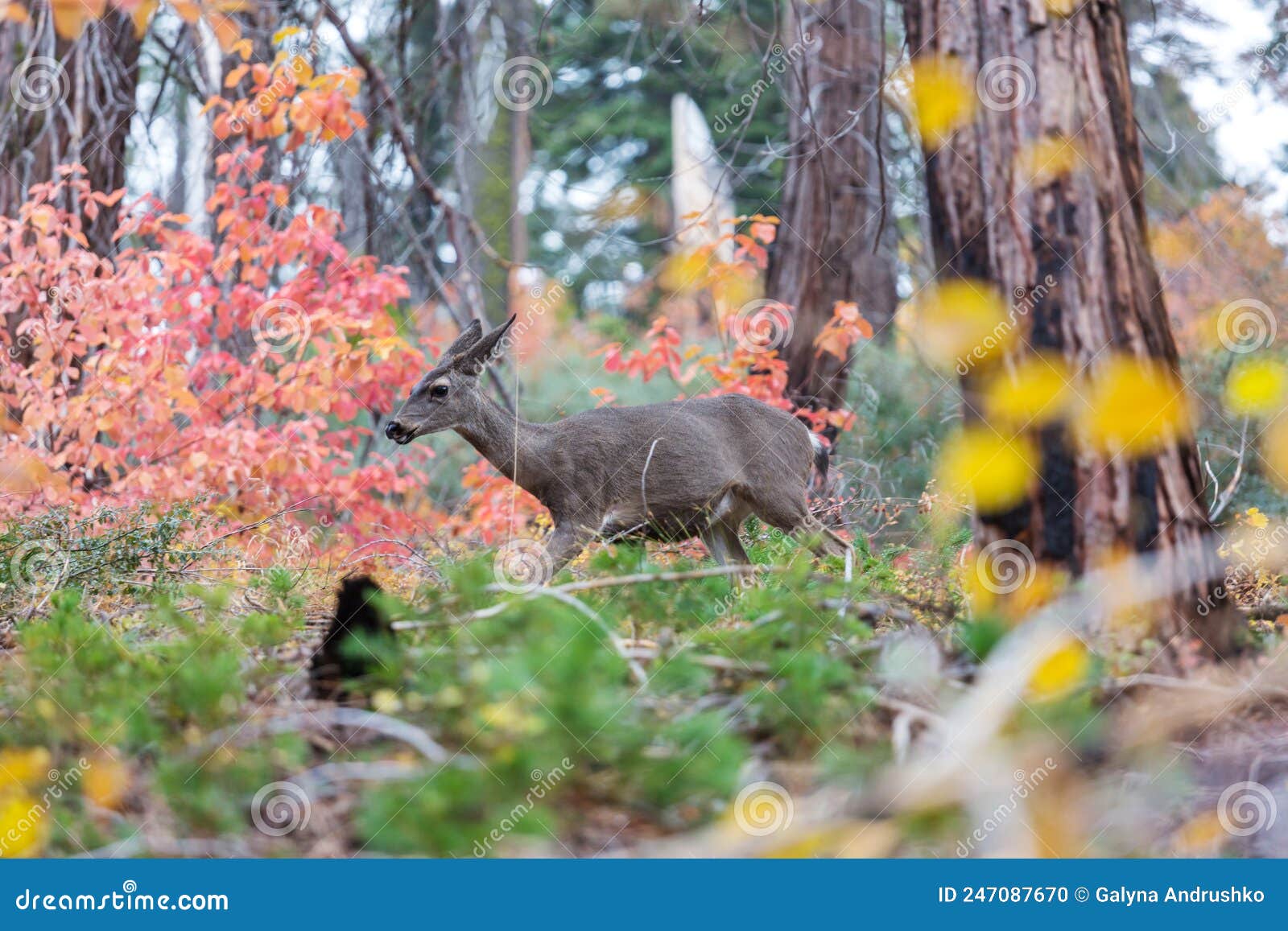 Deer in autumn forest stock photo. Image of countryside - 247087670