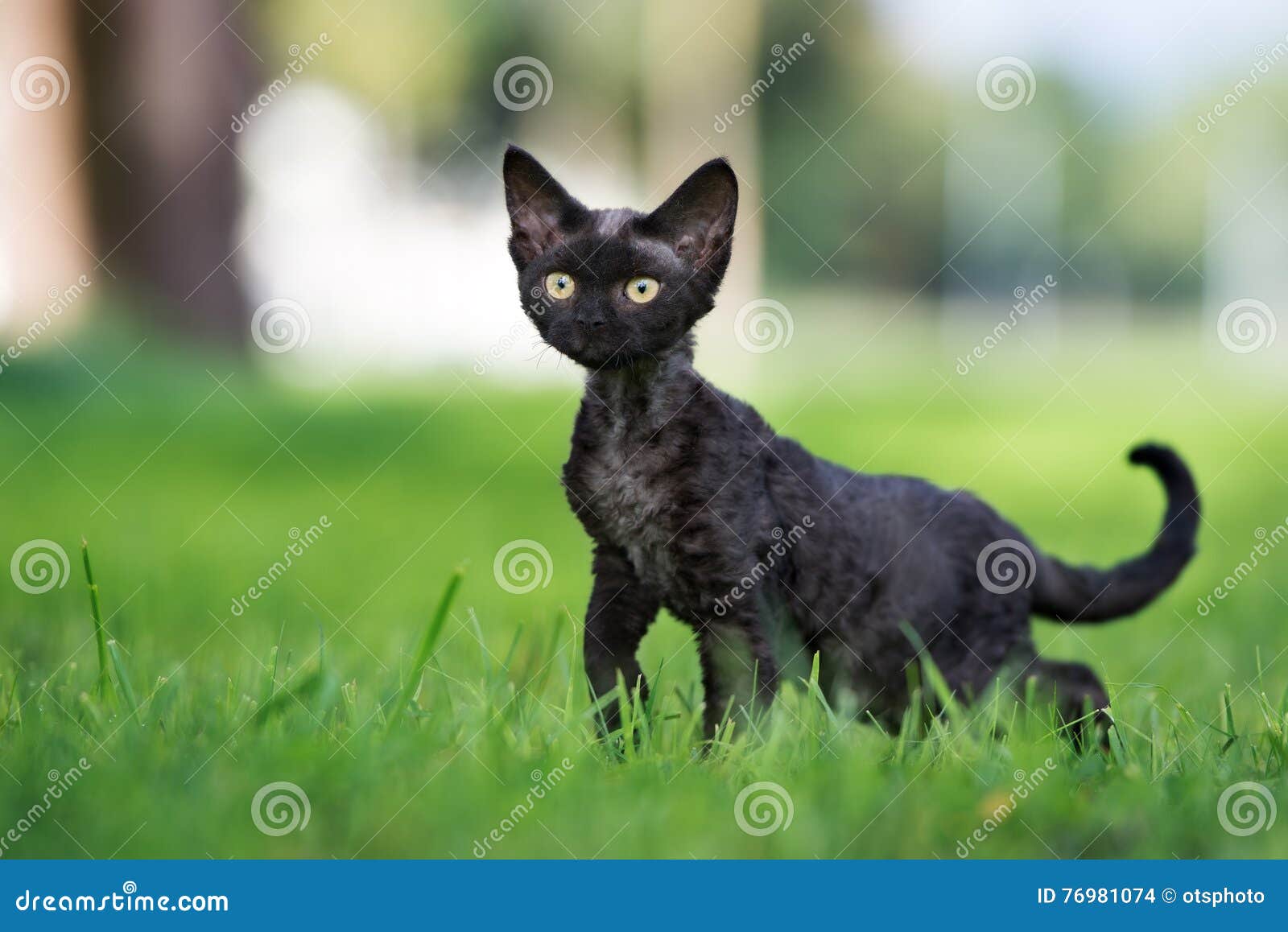 Adorable Devon Rex Kitten Posing Outdoors Stock Photo - Image of lovely ...