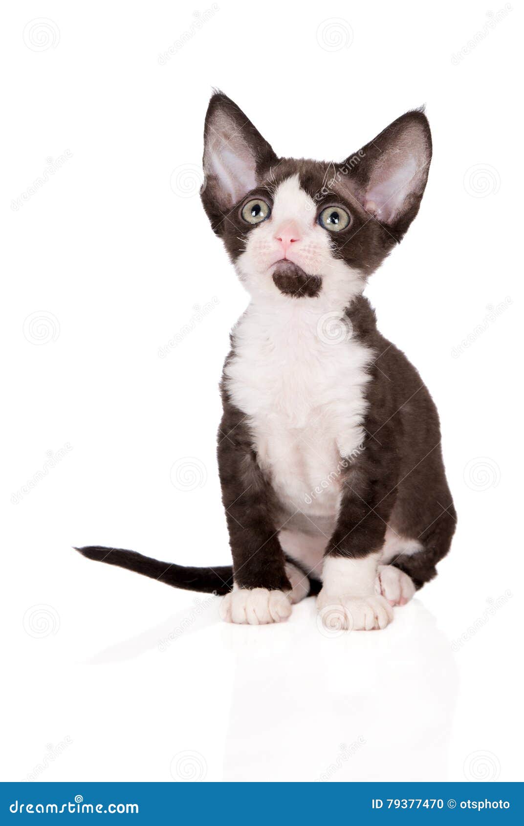 Adorable Devon Rex Kitten on White Stock Photo - Image of portrait ...