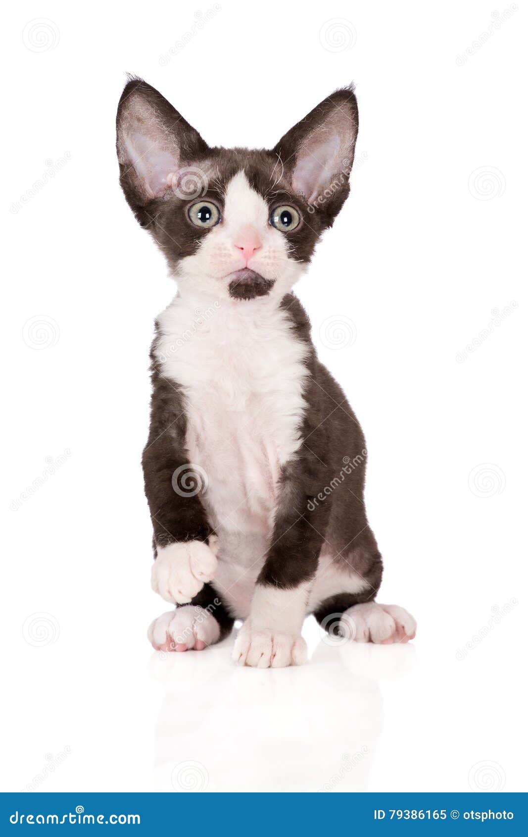 Adorable Devon Rex Kitten on White Stock Image - Image of pedigreed ...