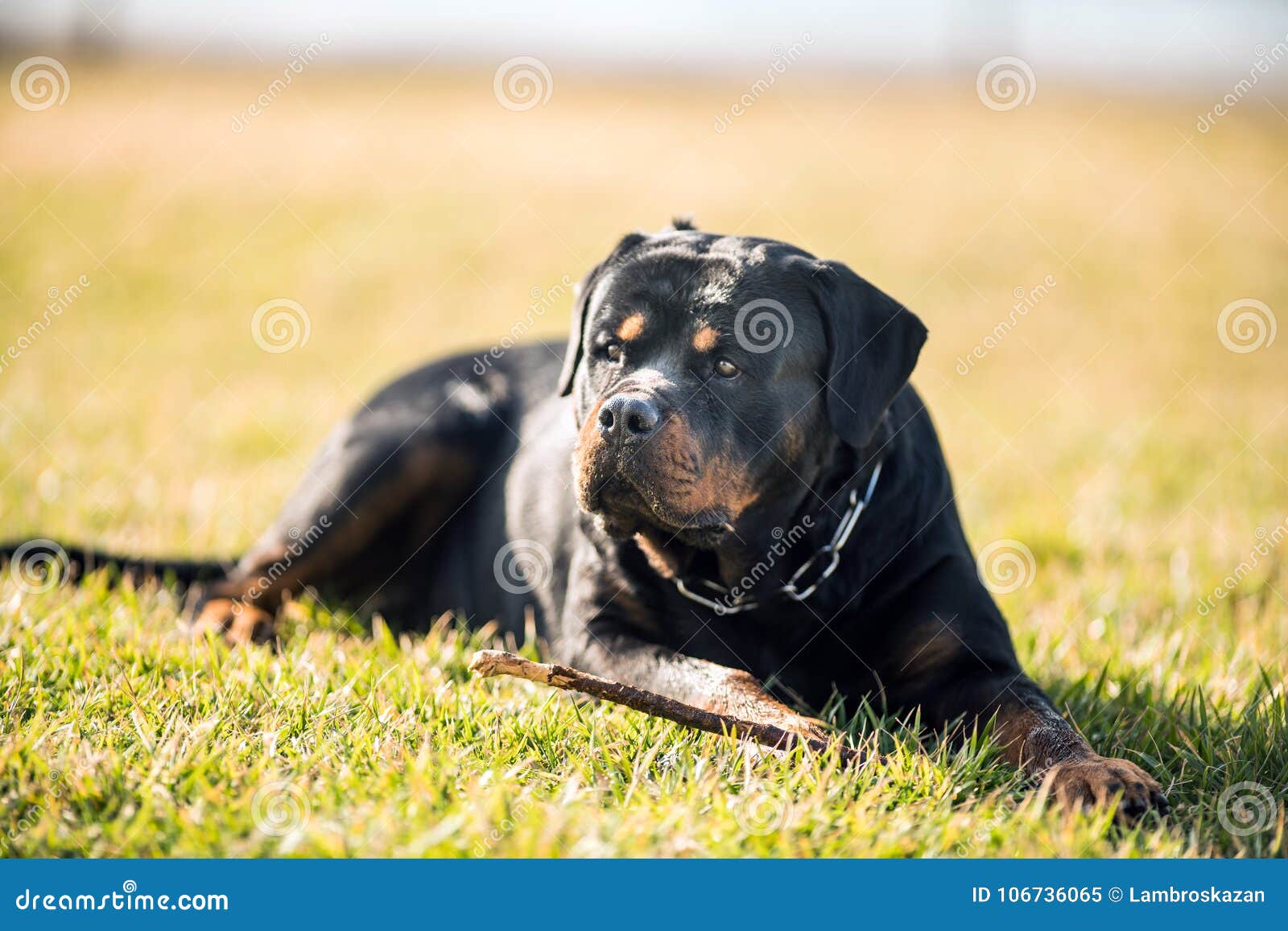 Adorable Devoted Purebred Rottweiler Stock Image - Image of large, body ...