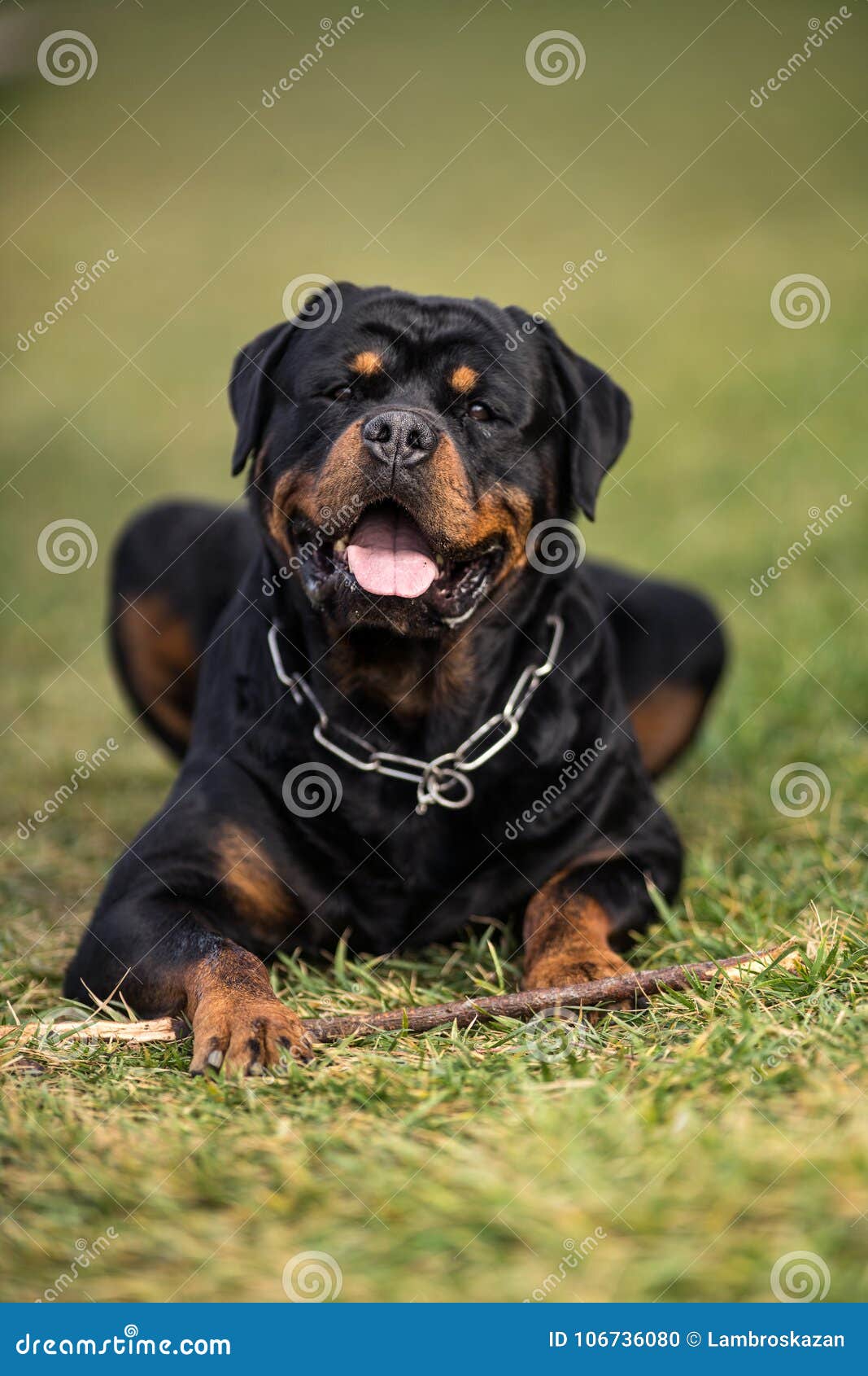 Adorable Devoted Purebred Rottweiler Stock Photo - Image of looking ...
