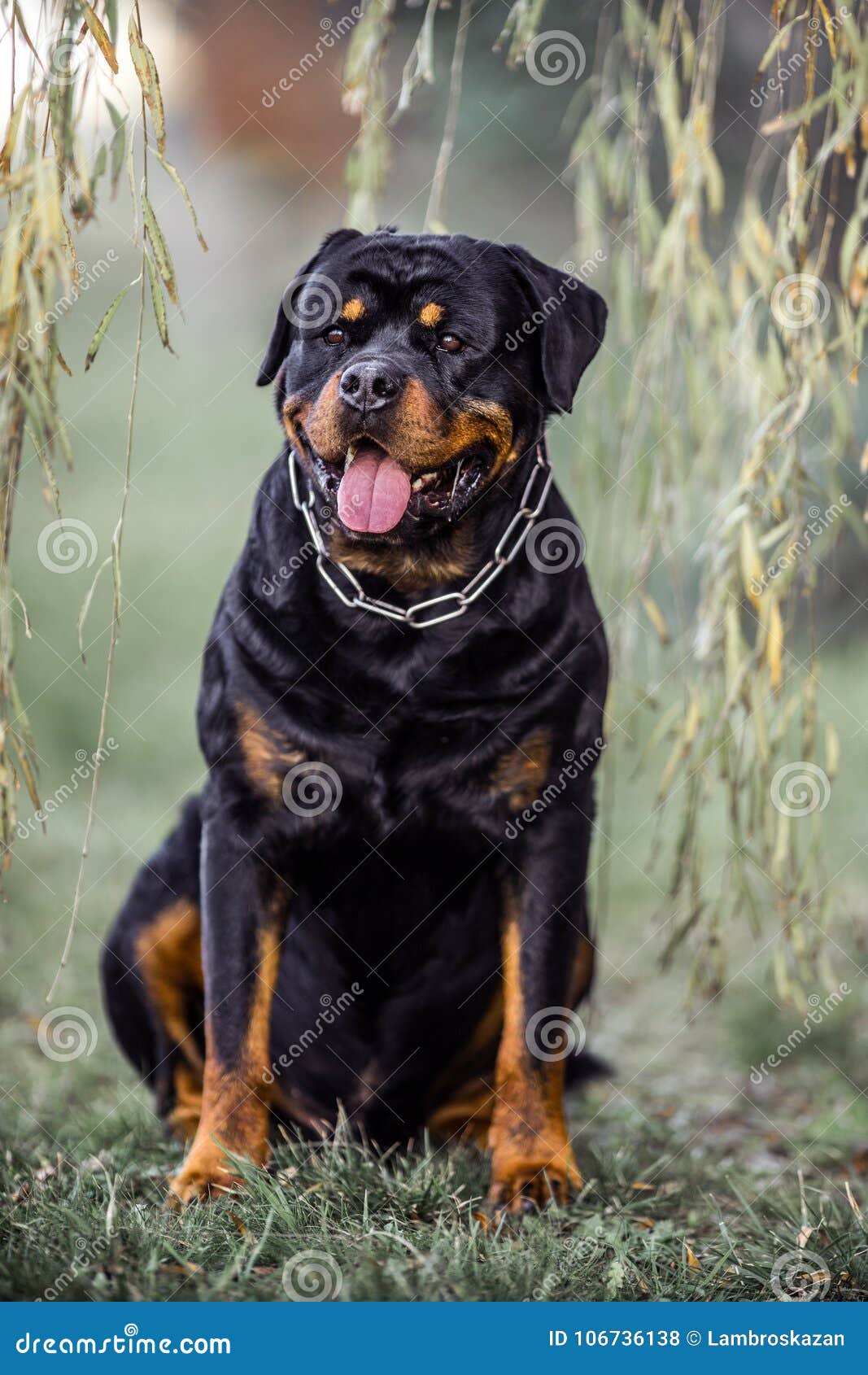 Adorable Devoted Purebred Rottweiler Stock Photo - Image of dangerous ...