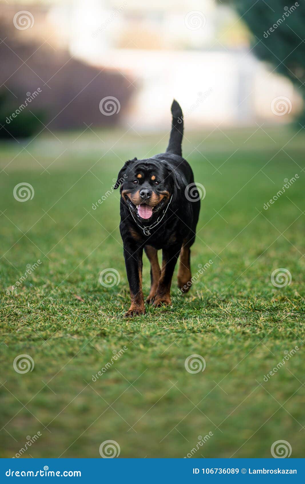 Adorable Devoted Purebred Rottweiler Stock Image - Image of adult ...