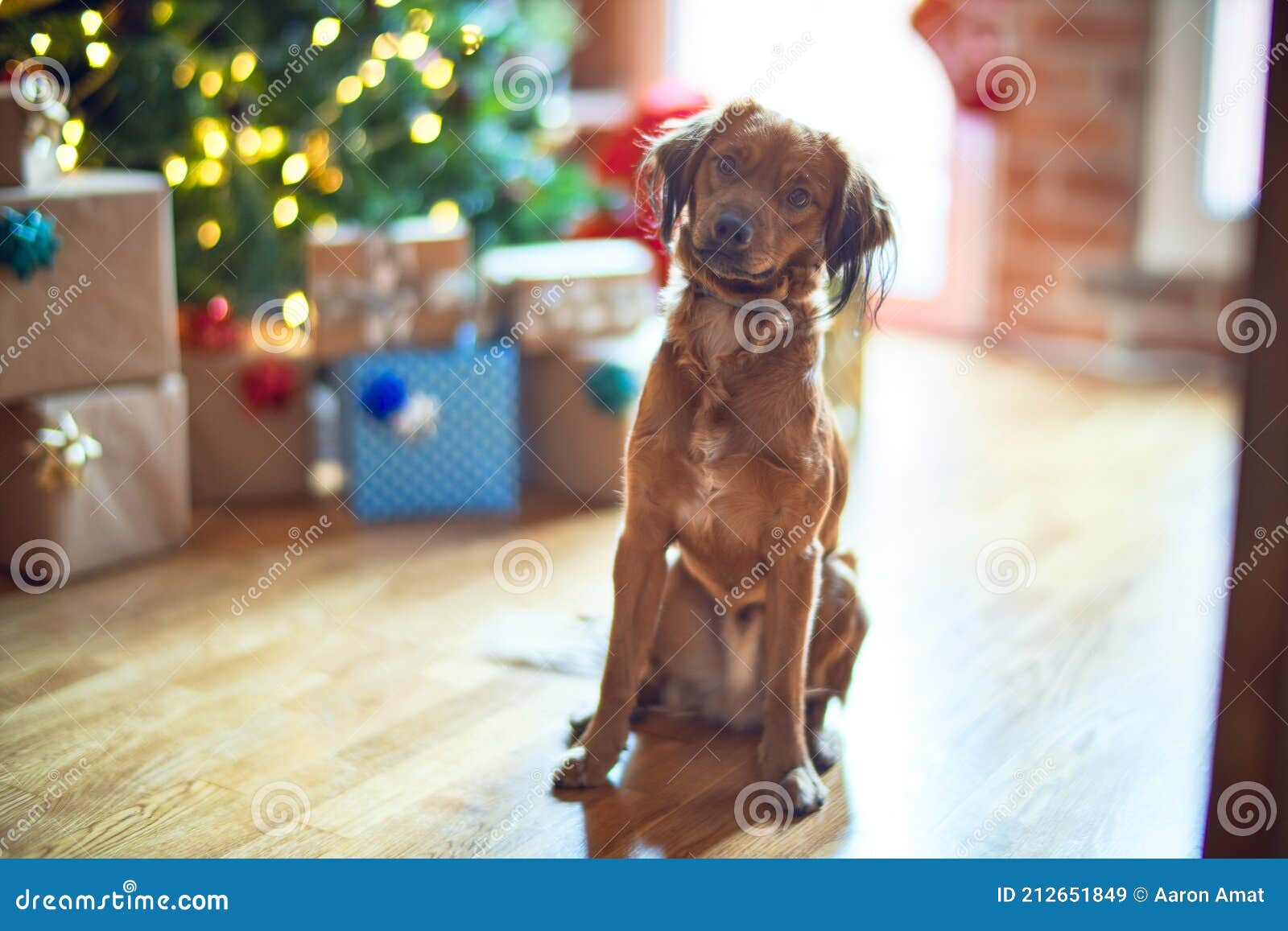 Adorable Dog Around Christmas Tree at Home Stock Image - Image of ...