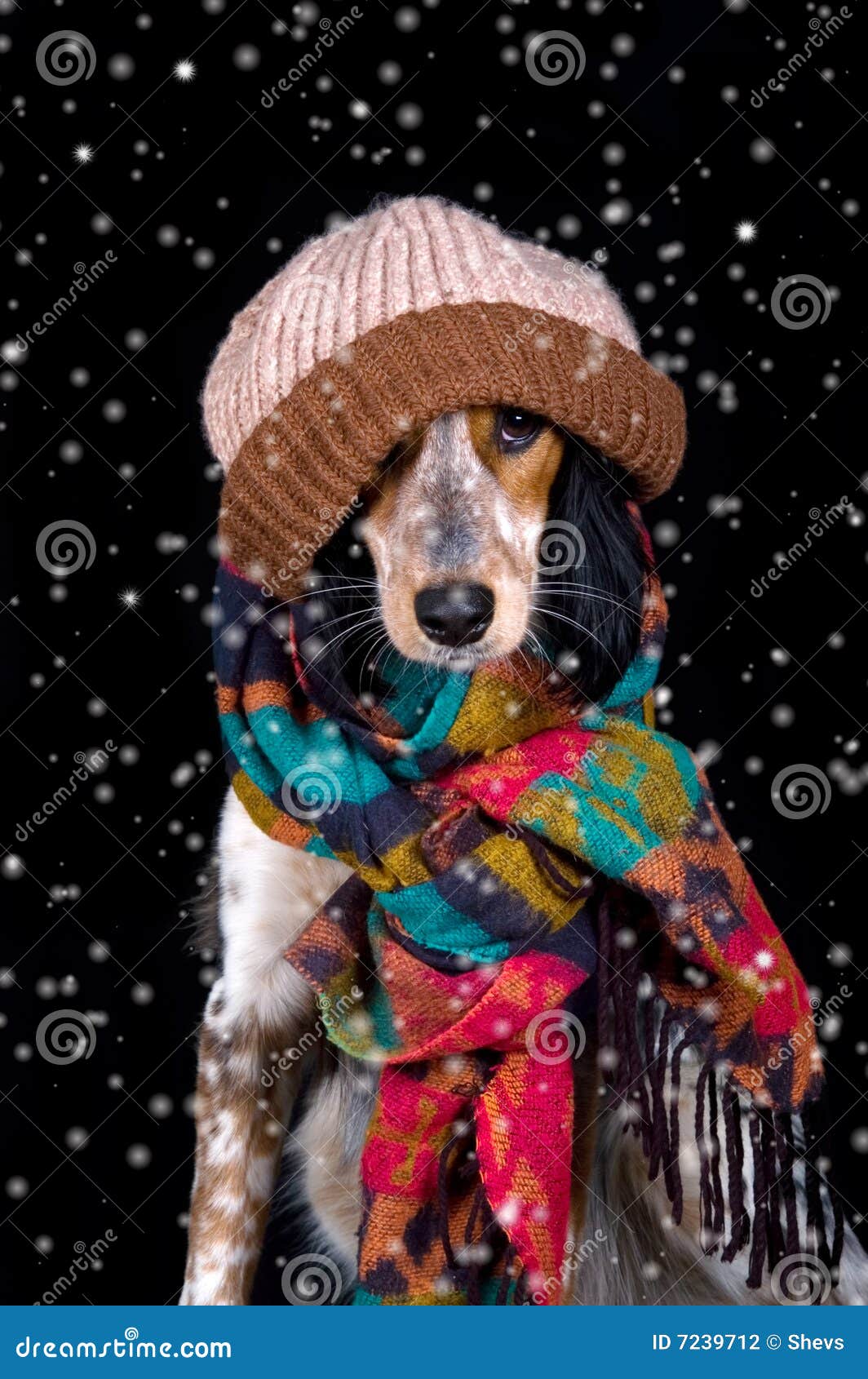 Adorable Dog with Hat in the Snow Stock Photo - Image of cute, knitted ...