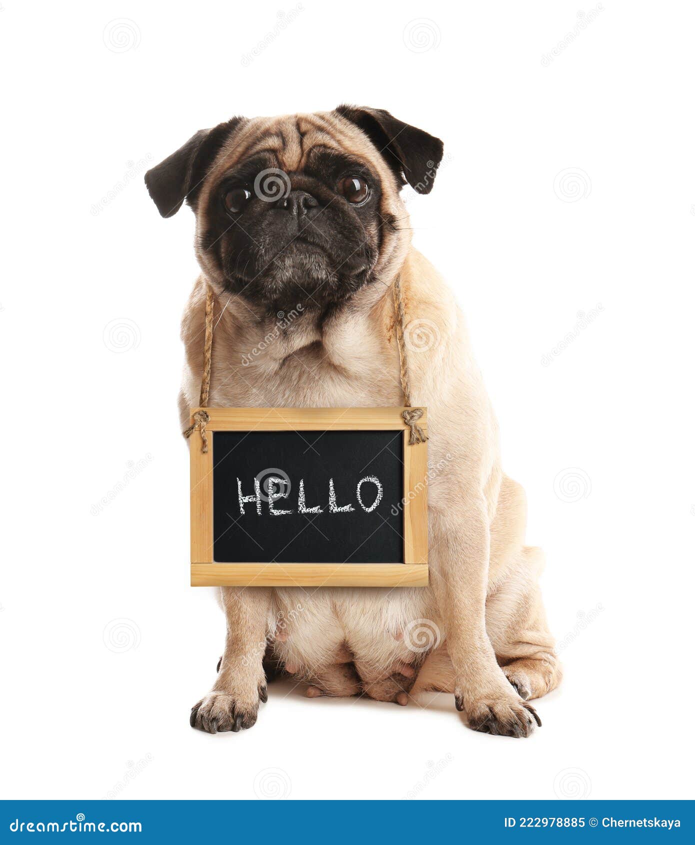 Adorable Dog with Hello Sign on White Background Stock Image - Image of ...