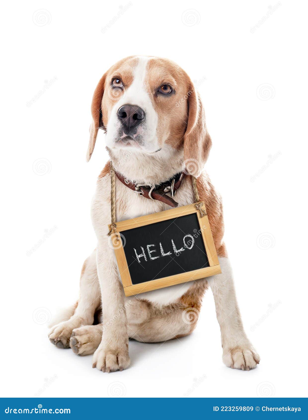Adorable Dog with Hello Sign on White Background Stock Image - Image of ...