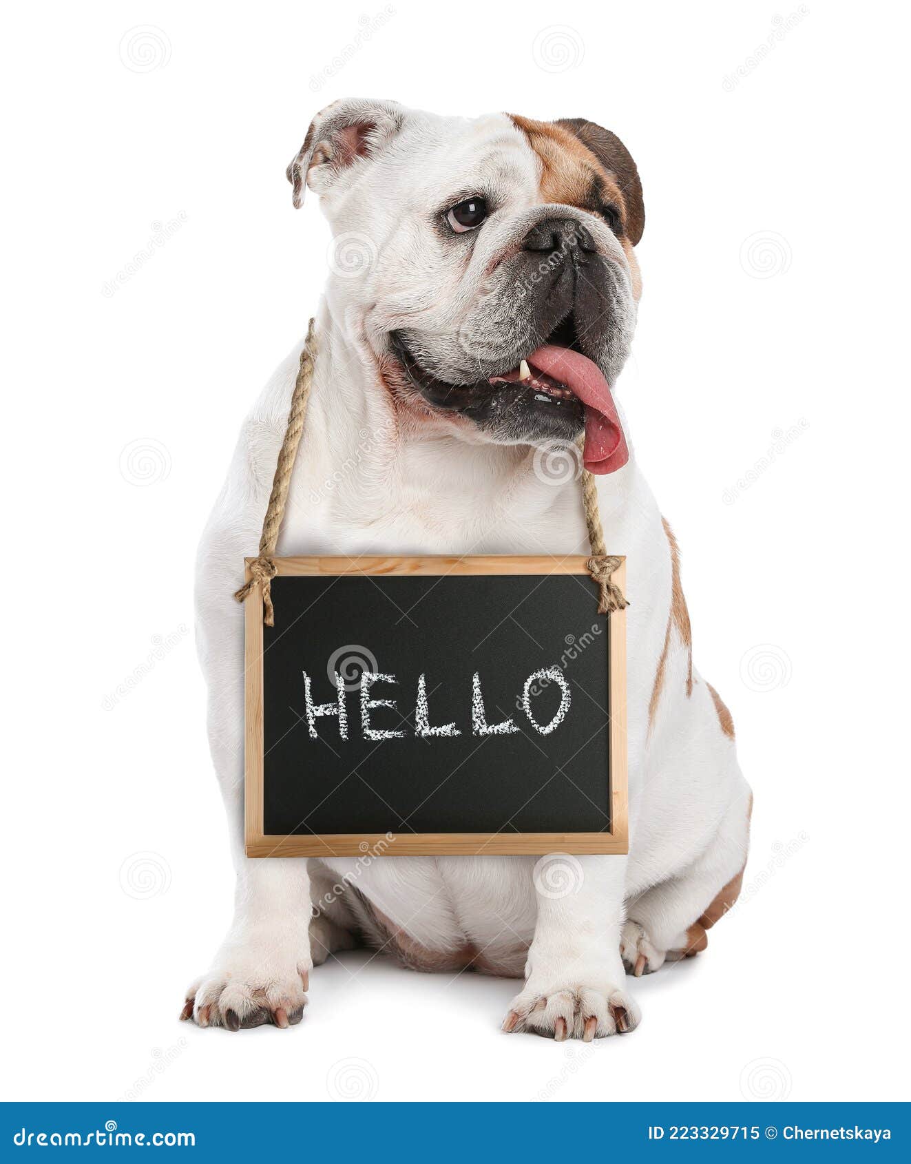 Adorable Dog with Hello Sign on White Background Stock Image - Image of ...