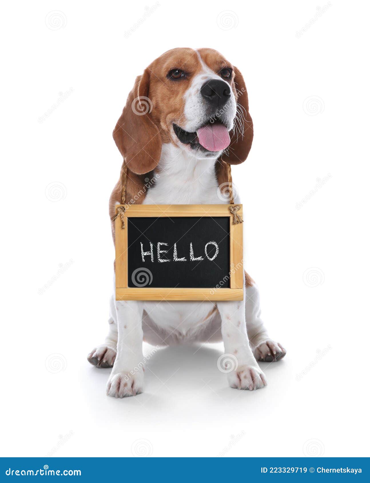 Adorable Dog with Hello Sign on White Background Stock Image - Image of ...