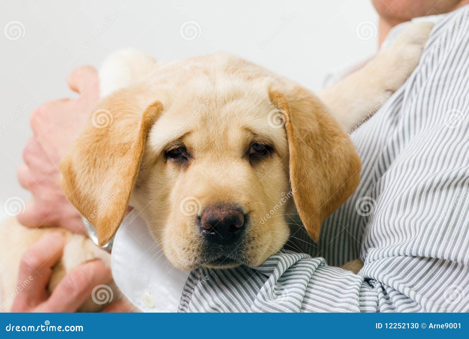 Adorable Dog Puppy Resting on Arm Stock Photo - Image of retriever ...